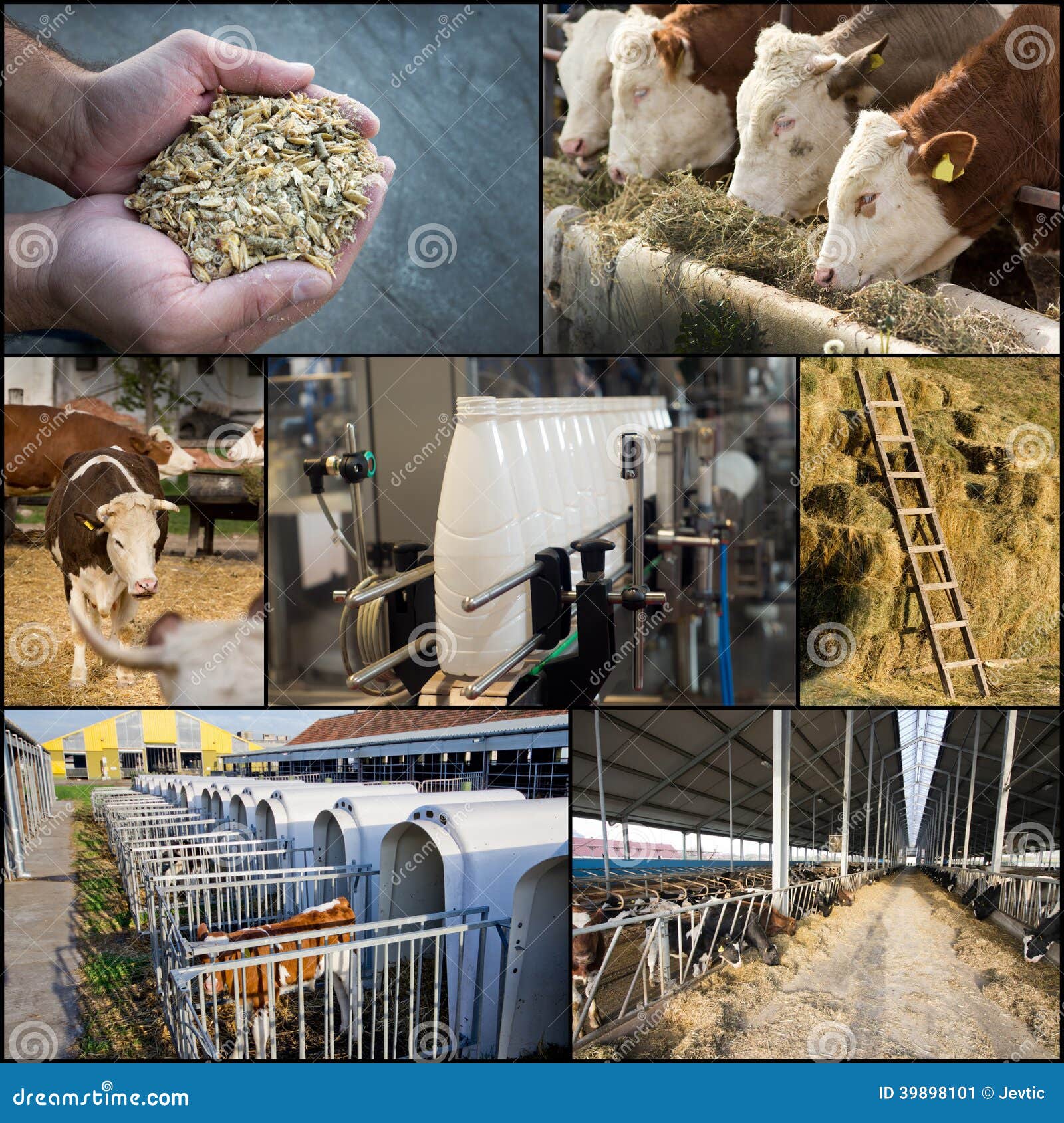 Dairy industry stock image. Image of dairy, cattle, factory - 39898101