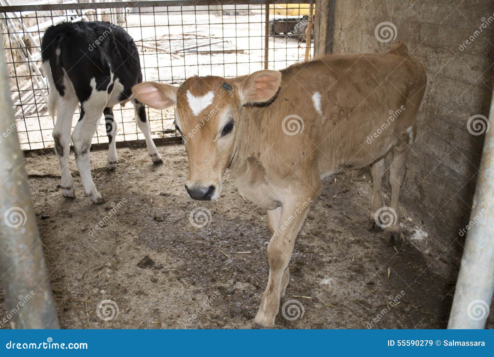 Dairy veal stock image. Image of farming, baby, field - 55590279