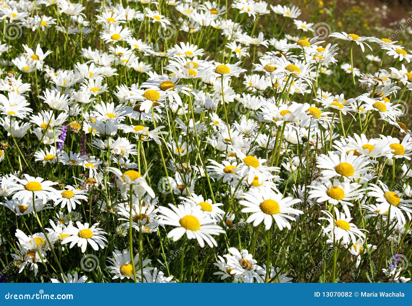 Daises stock photo. Image of beauty, outdoors, bloom - 13070082