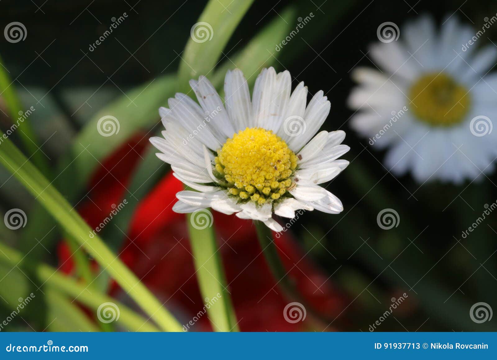 Daises flowers stock image. Image of decoration, clean - 91937713