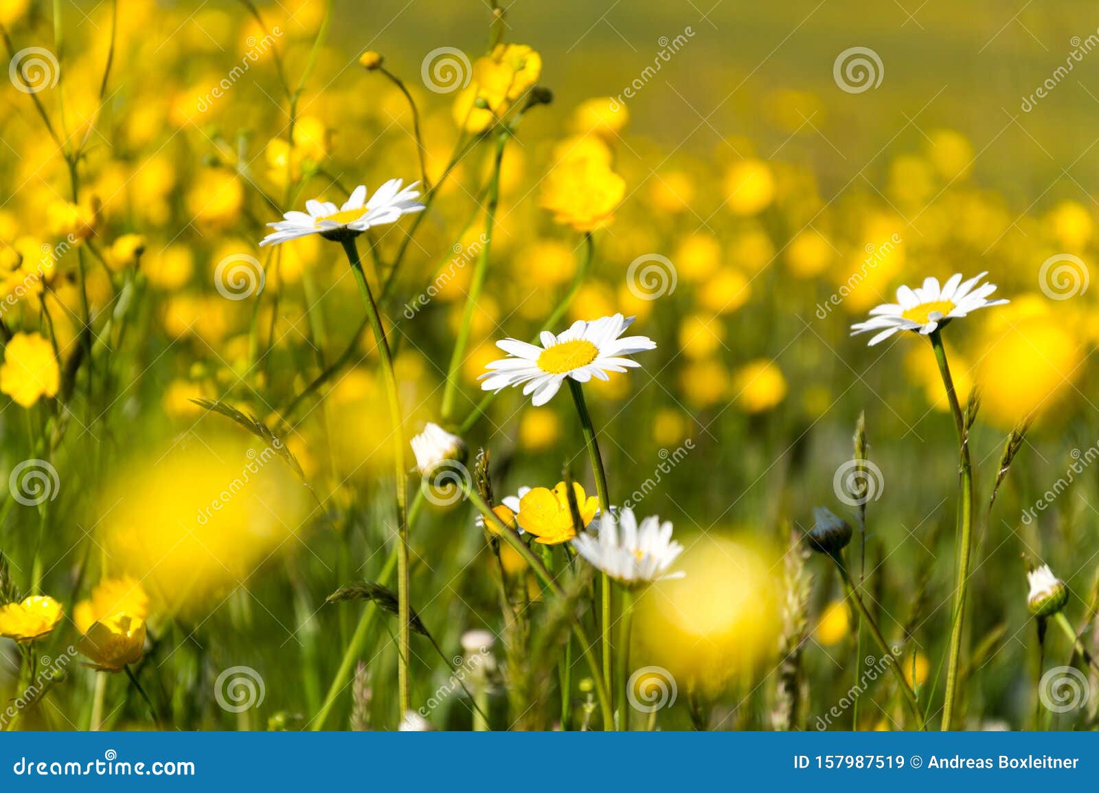 Daises Y Mariposas En La Pradera Primaveral Imagen de archivo - Imagen ...
