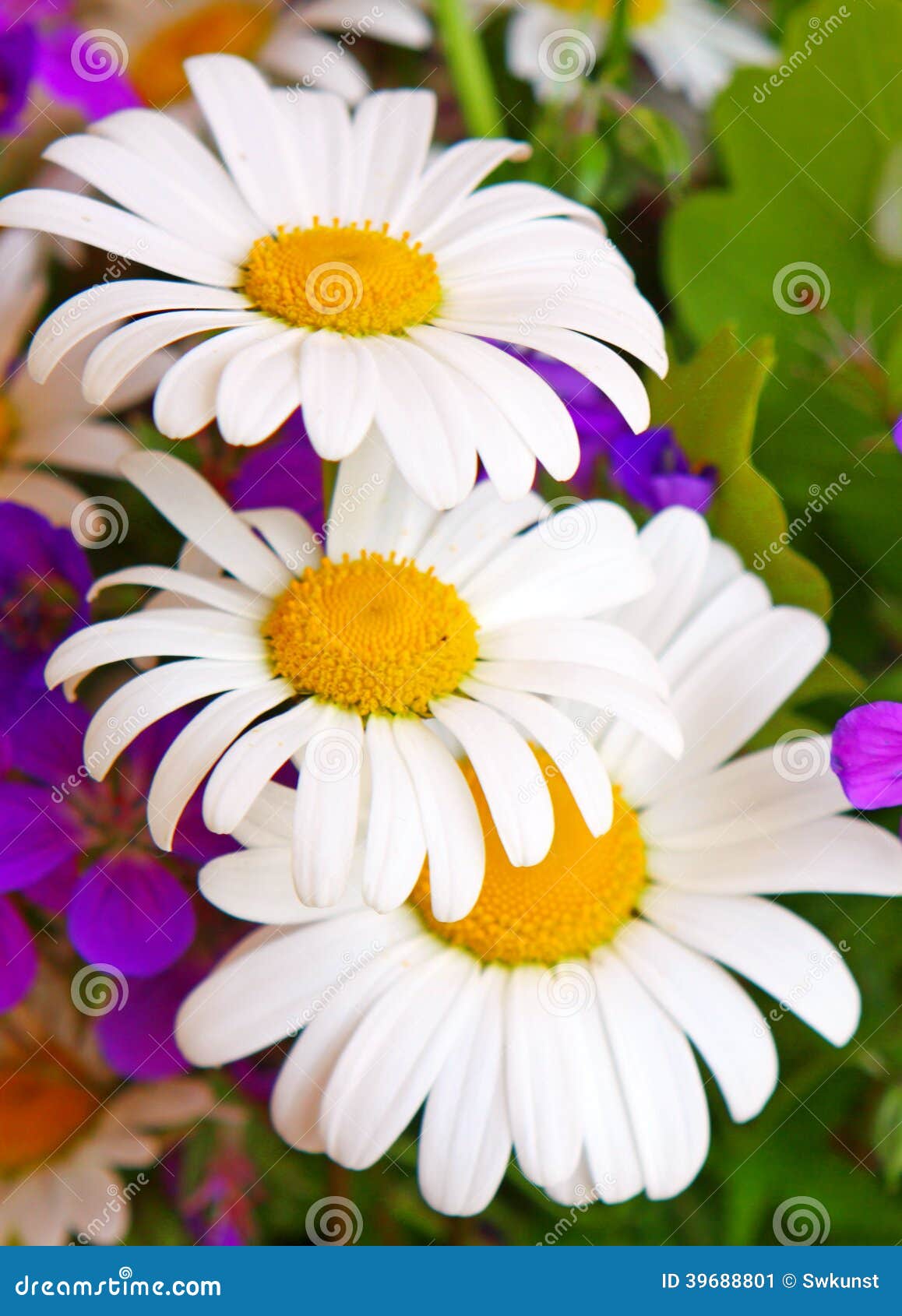 Daisi flowers bouquet. stock image. Image of brush, card - 39688801