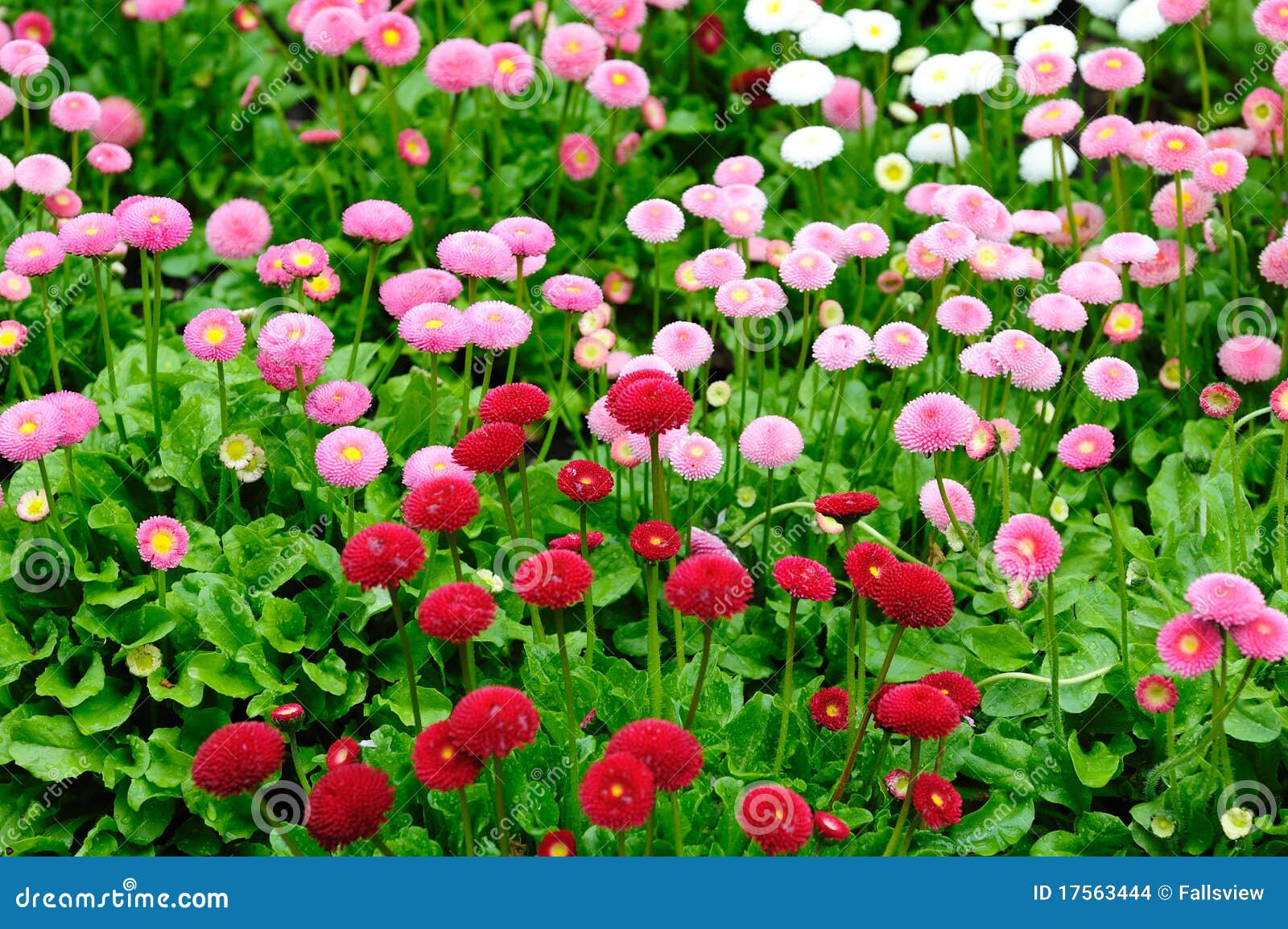 Red Painted Daisies Flowers, Latin Name Tanacetum Coccineum Or ...