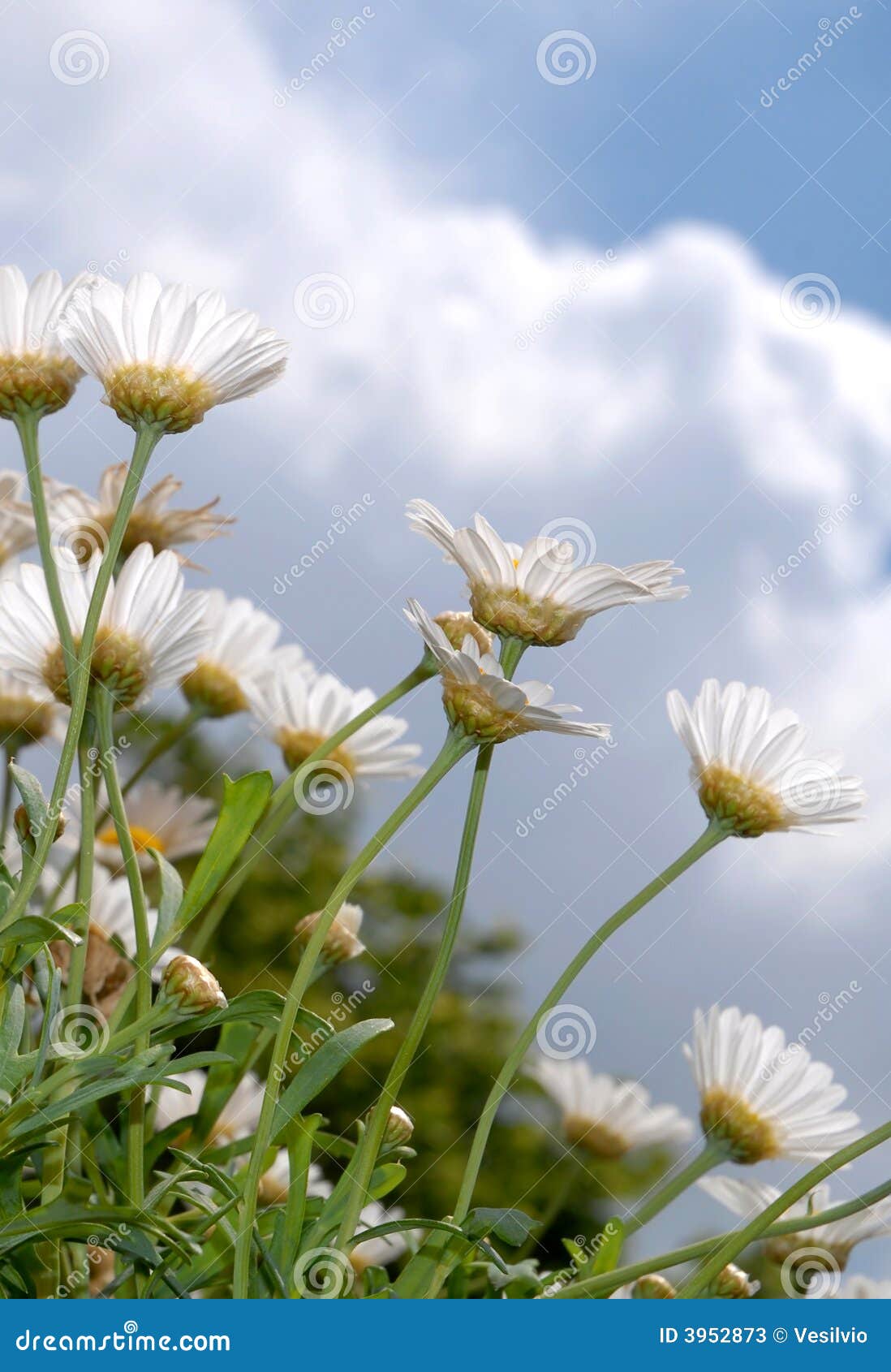 Daisies stock image. Image of beauty, daisy, angle, back - 3952873