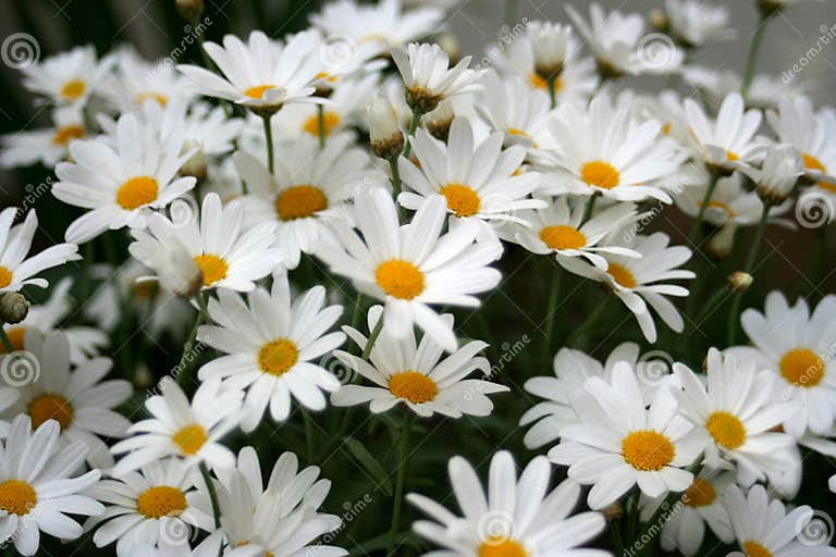 Daisies stock photo. Image of romantic, bunch, flora, meadow - 626284