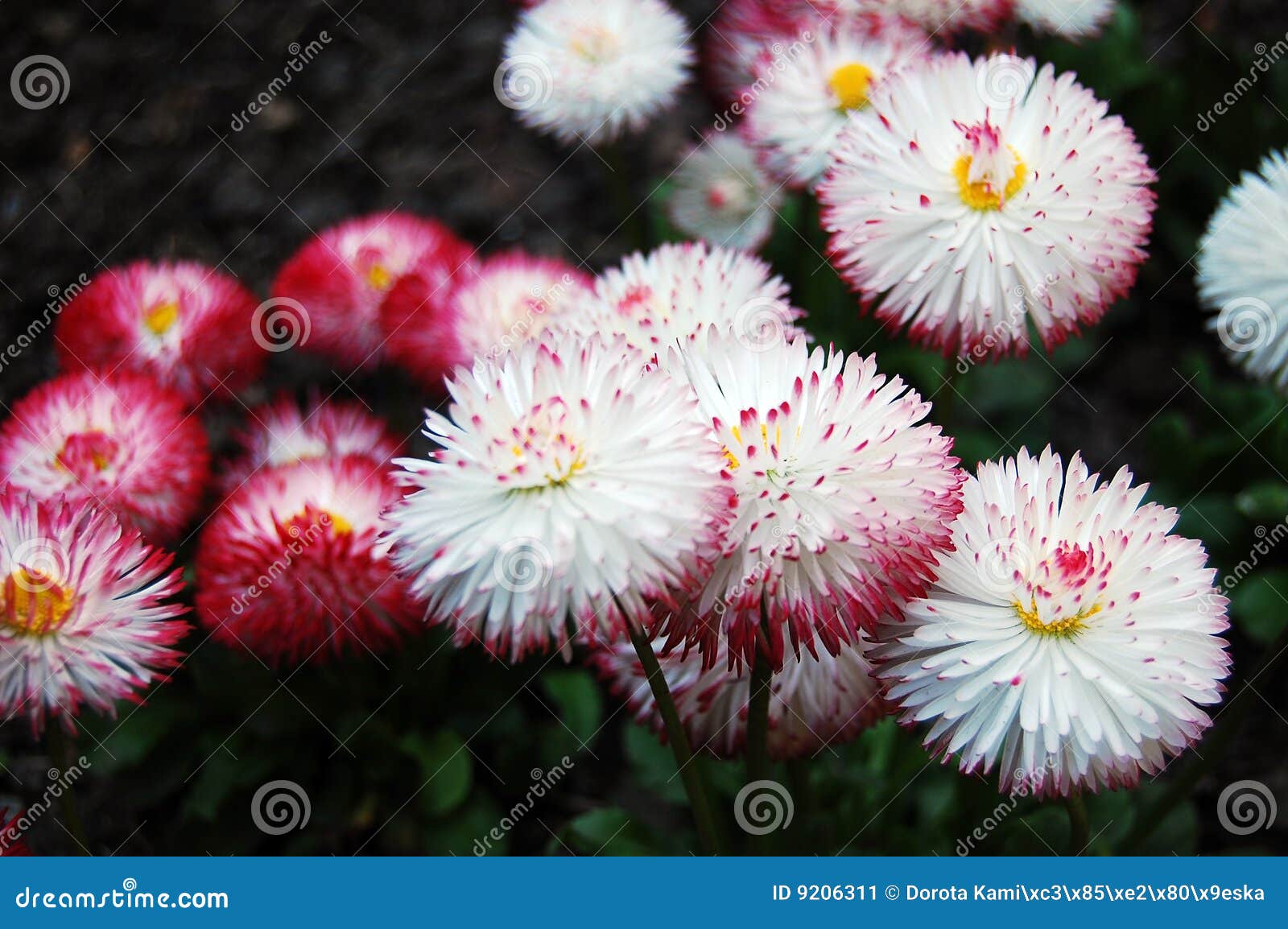 Daisies Bloom Picture. Image: 9206311