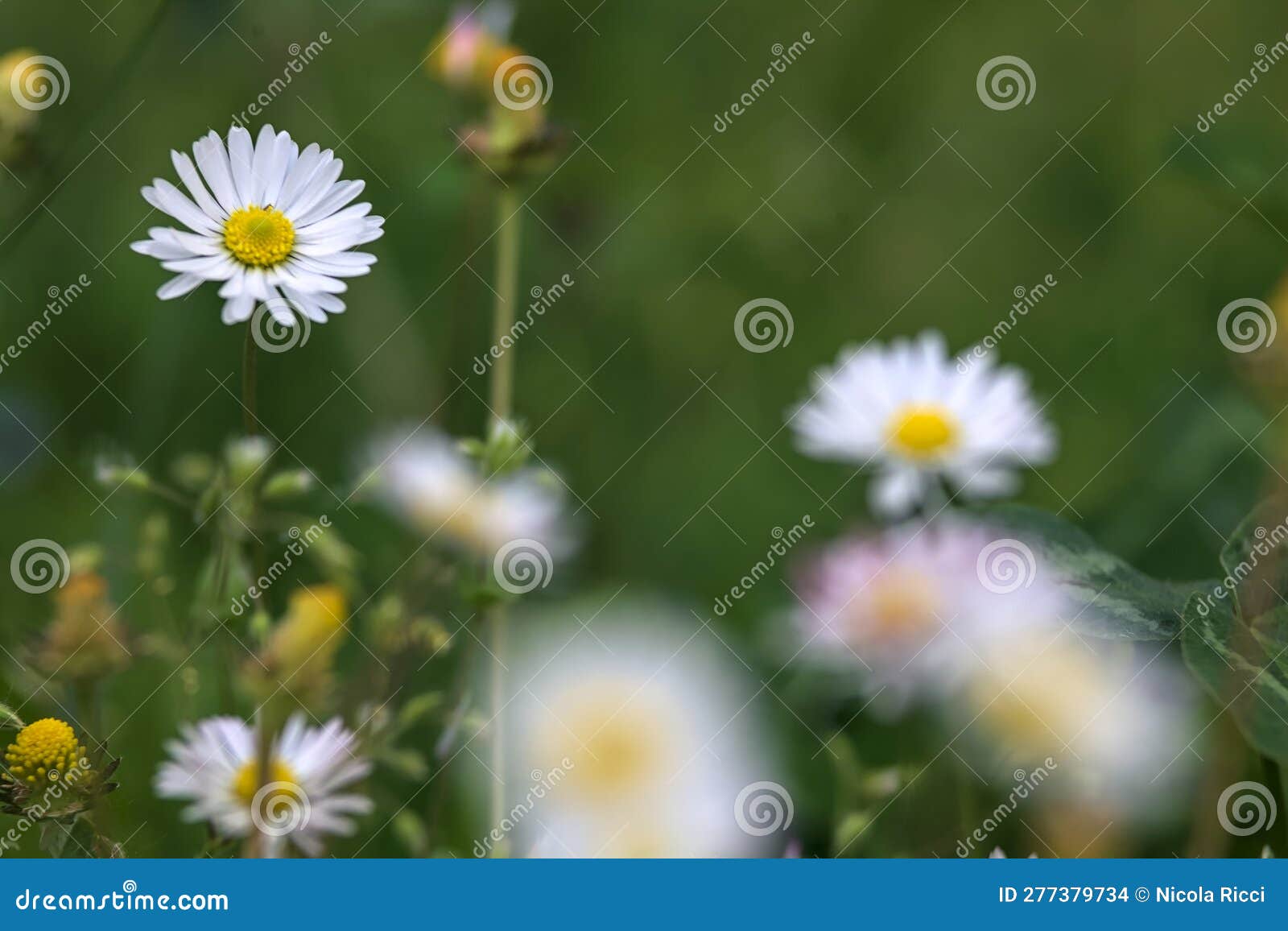 Daisies in Bloom in a Lawn Seen Up Close Stock Photo - Image of closeup ...