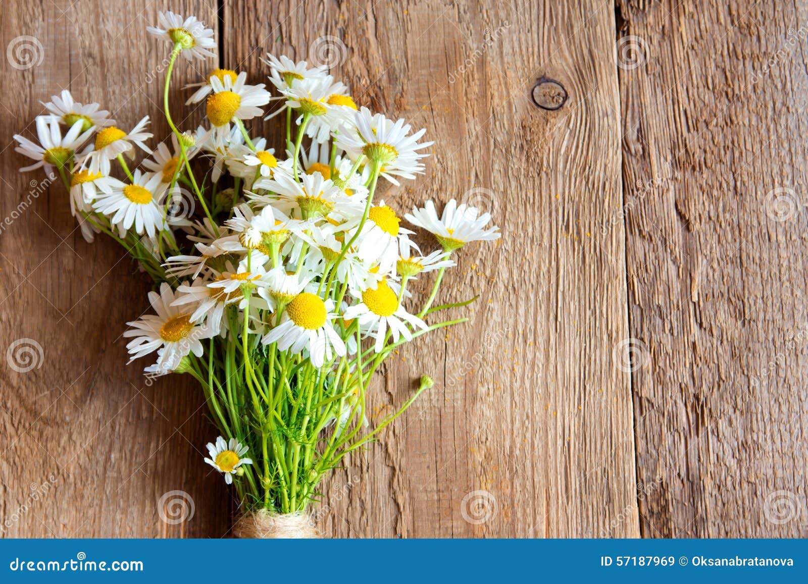Daisies bouquet stock image. Image of camomile, design - 57187969