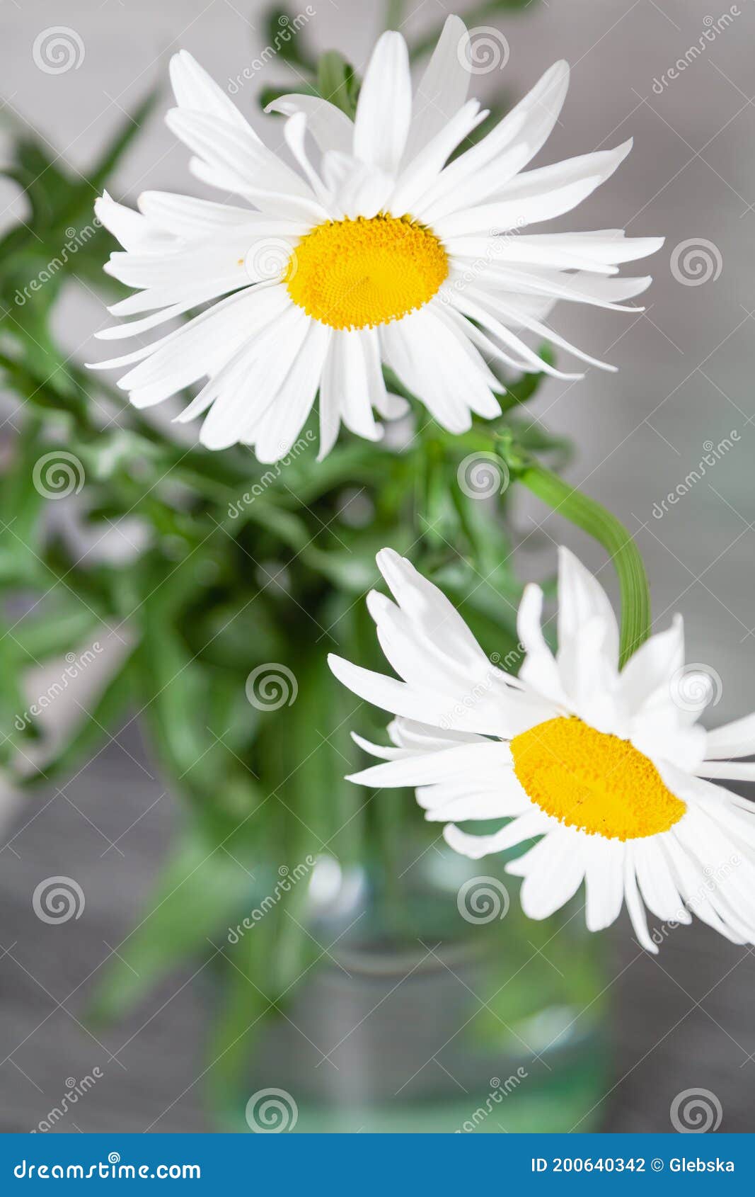 Daisies close up stock photo. Image of flower, fortune - 200640342