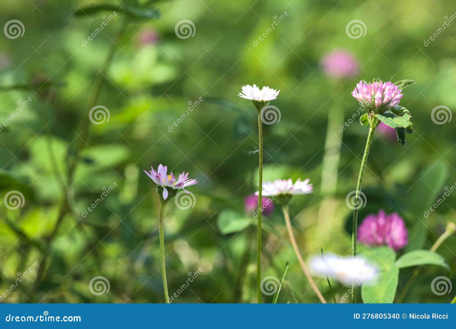 Daisies and Clover Flowers in a Lawn Seen Up Close Stock Photo - Image ...