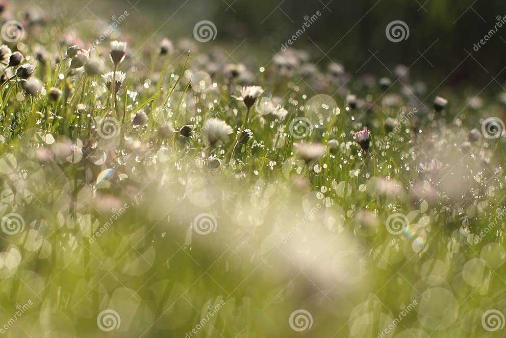 Daisies stock photo. Image of spring, light, rain, playful - 90652750
