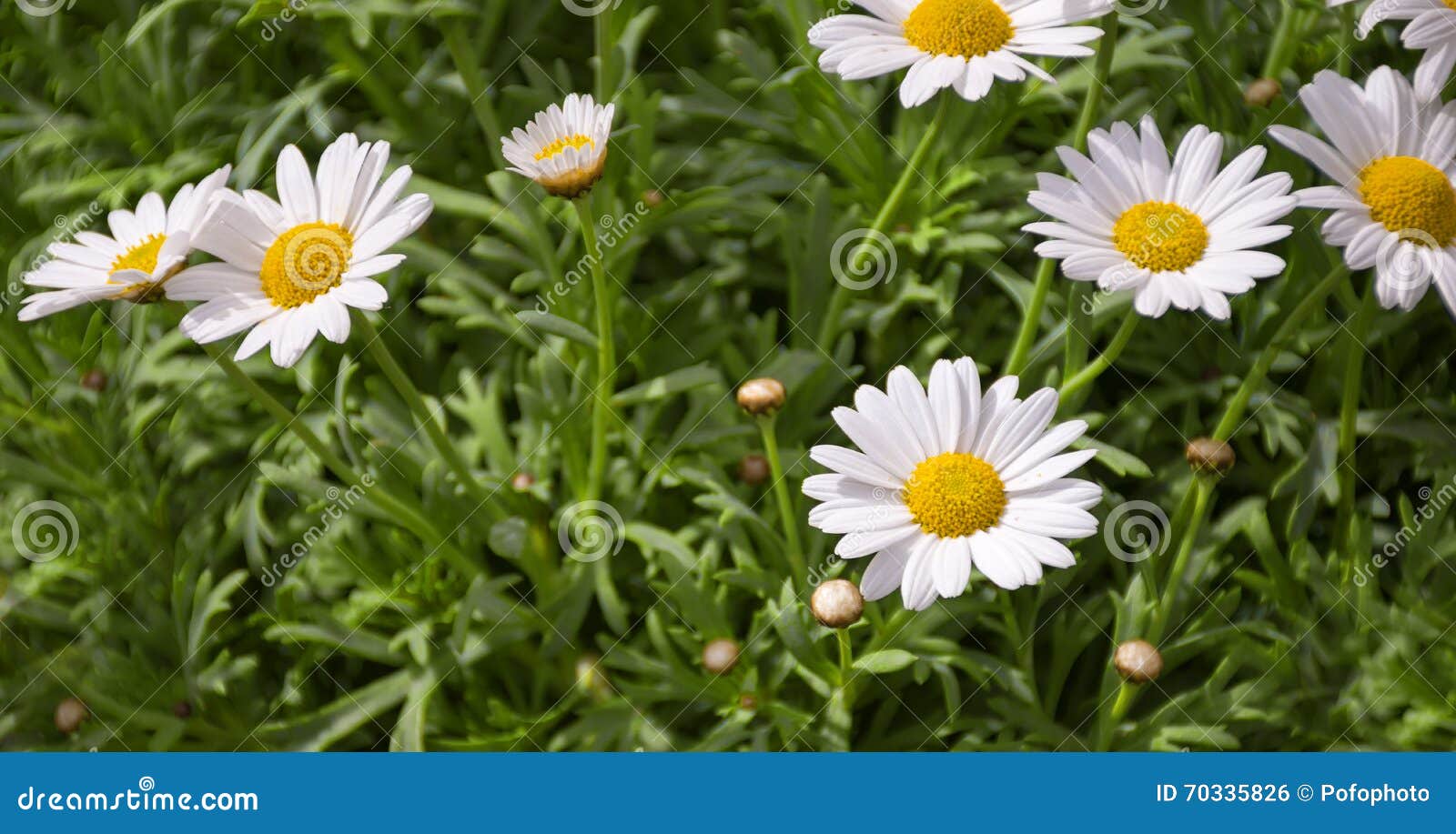Daisies stock photo. Image of white, trip, small, grass - 70335826