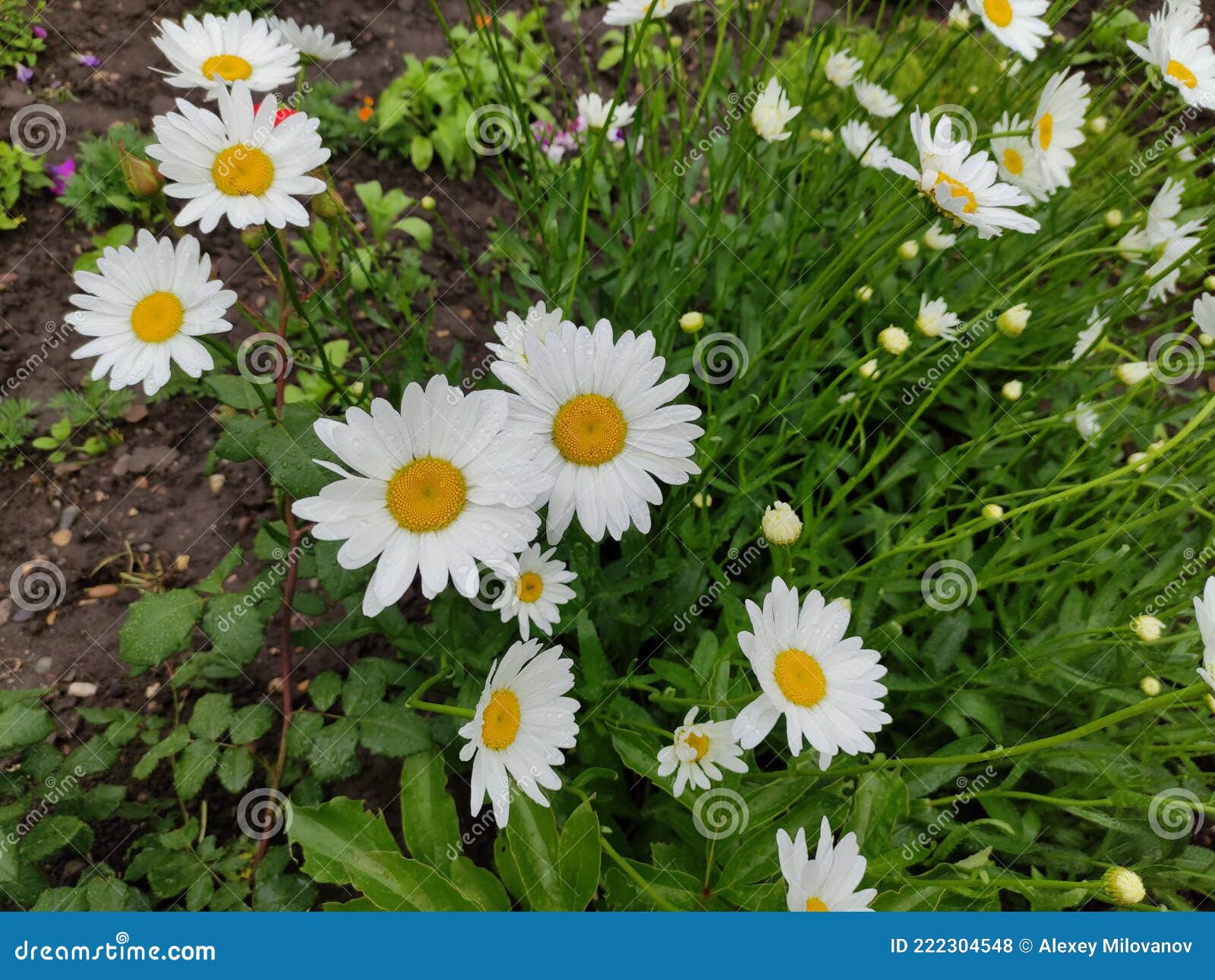 Daisies with Dew Drops in the Garden Stock Photo - Image of drop ...