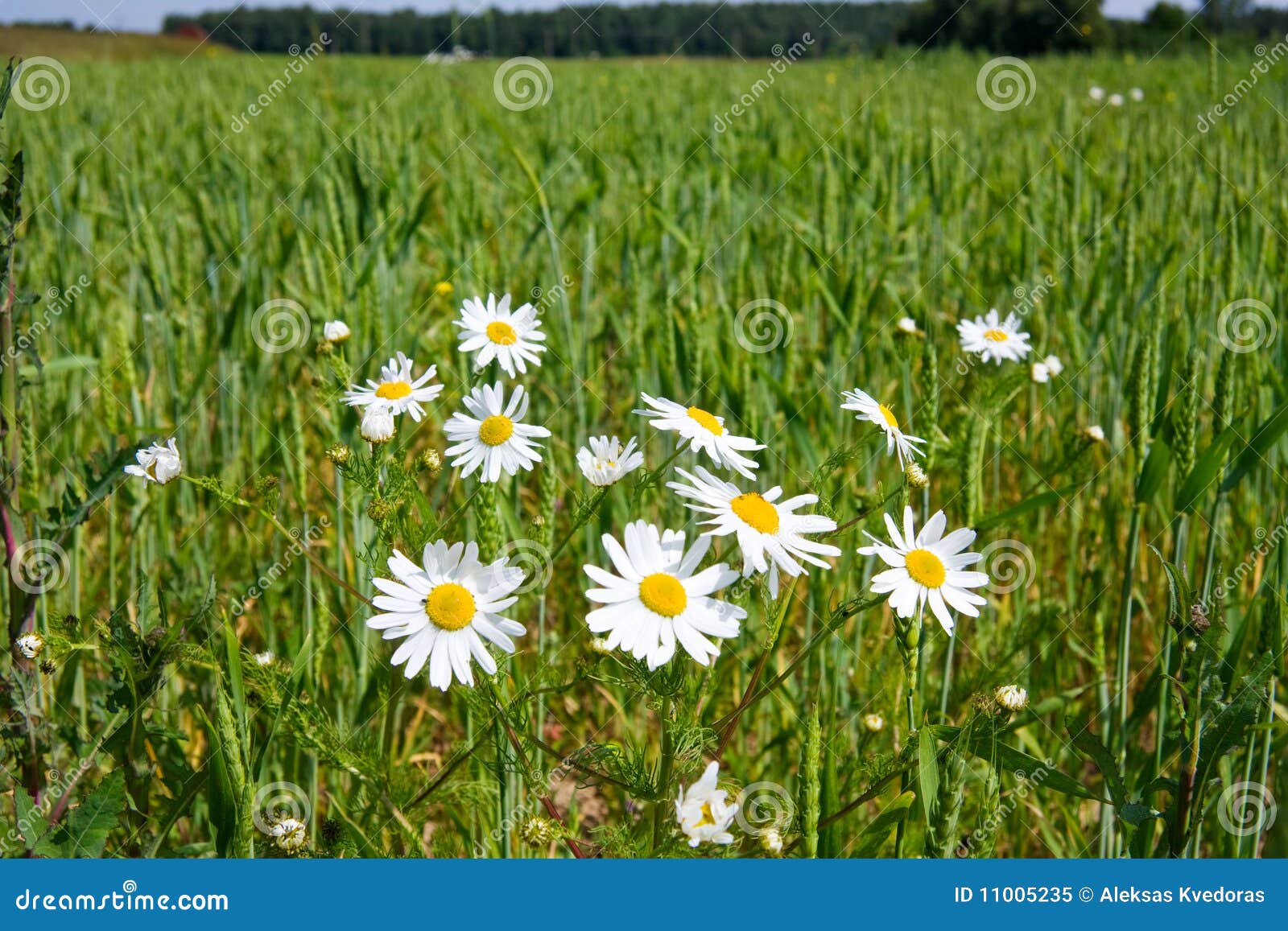 Daisies in the field stock image. Image of close, harmony - 11005235