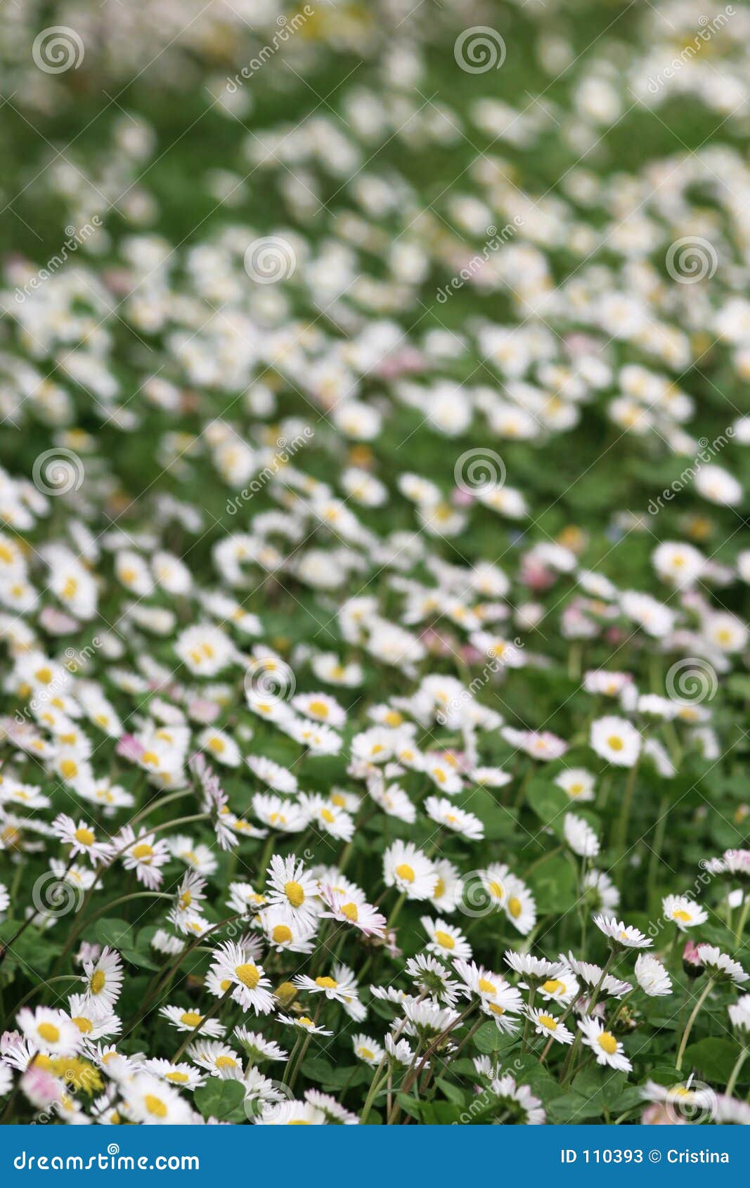 Daisies field stock image. Image of daisy, background, daisies - 110393
