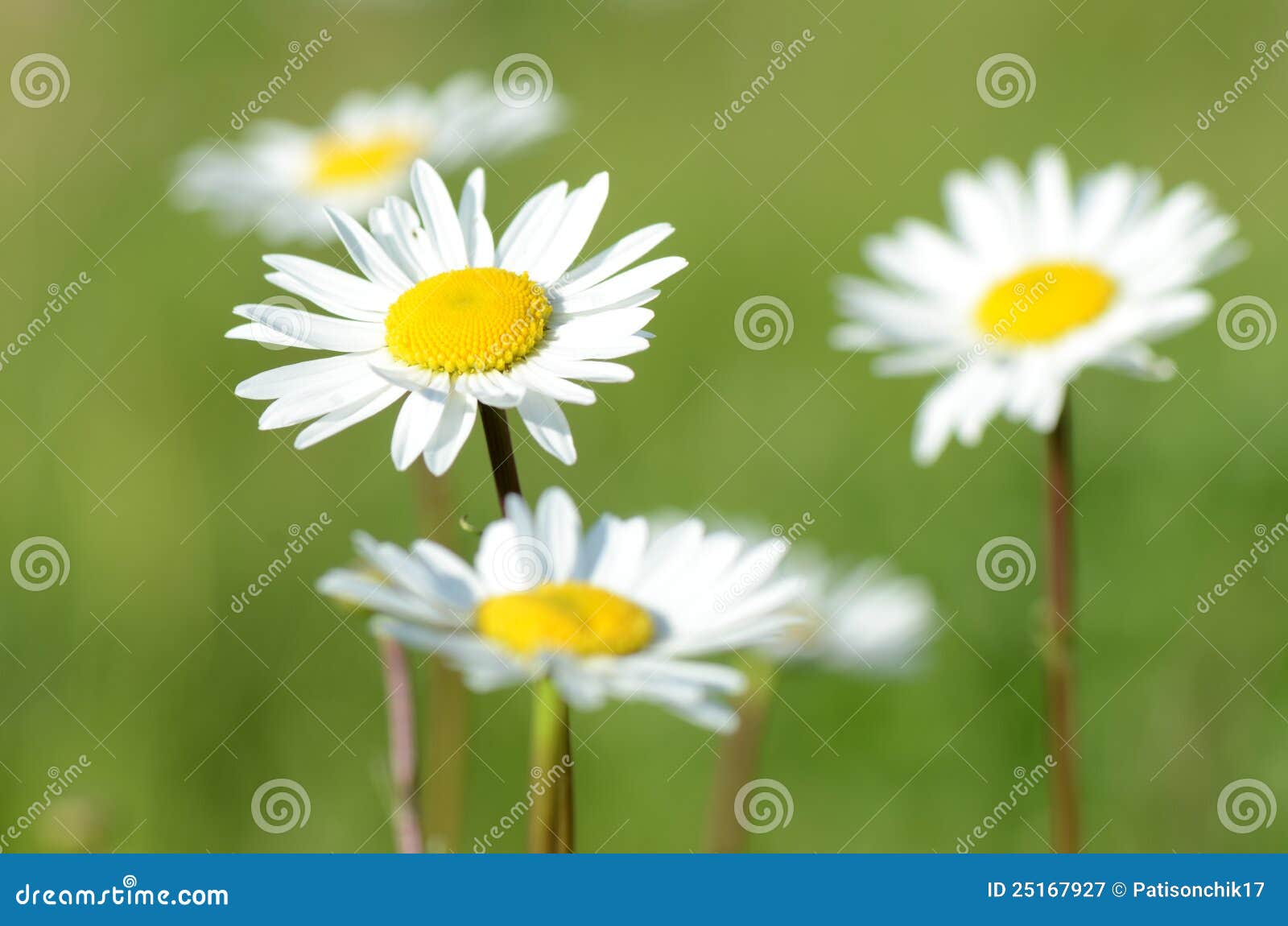 Daisies in the field stock image. Image of daisy, beautiful - 25167927