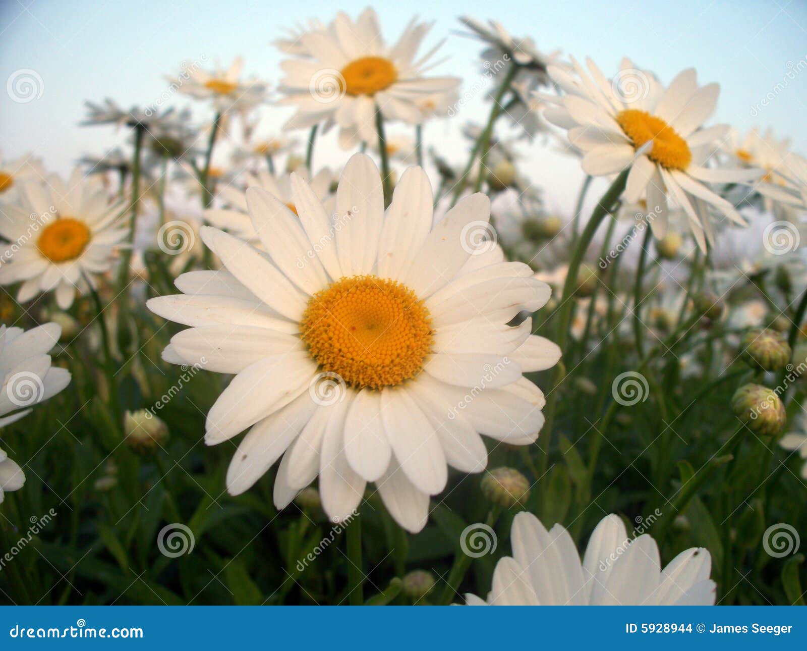 Daisies in the Field stock photo. Image of leucanthemum - 5928944