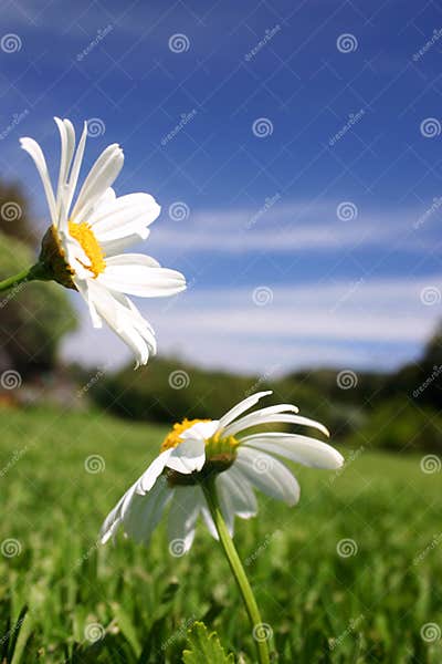 Daisies in Field stock photo. Image of blue, rural, corner - 631238