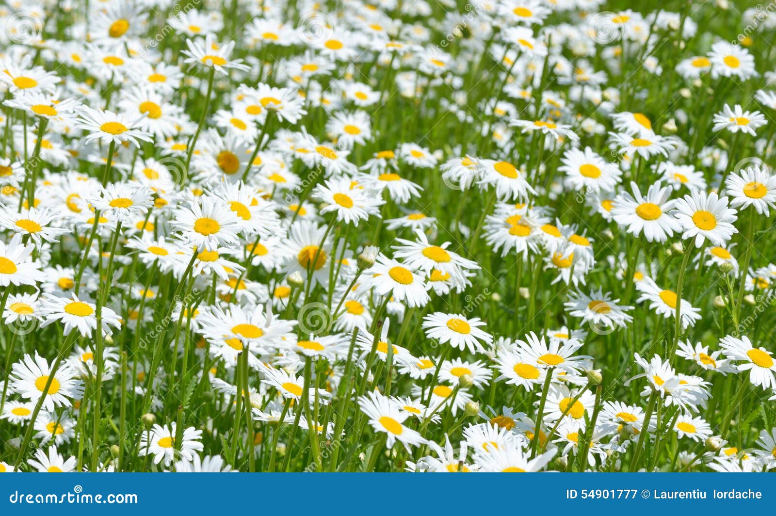 Daisies in the field stock image. Image of green, farm - 54901777