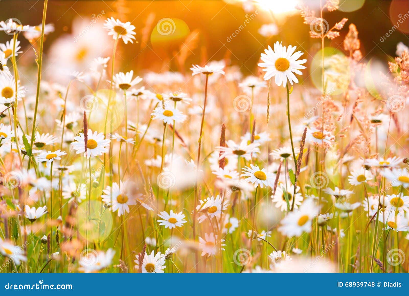Daisies Field Bright Sunset Bokeh Stock Photo - Image of environment ...