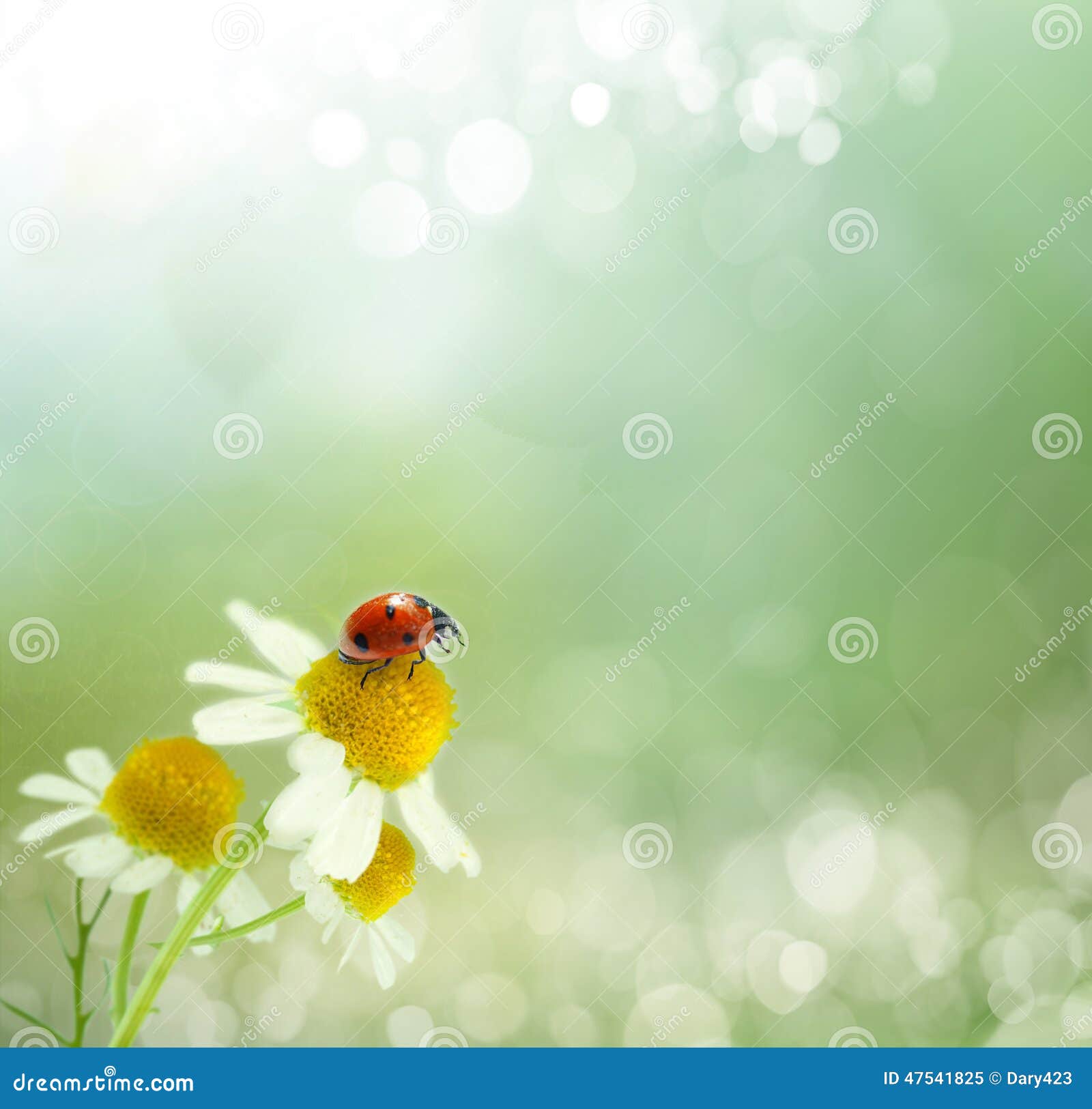 Daisies field and ladybug stock image. Image of animals - 47541825