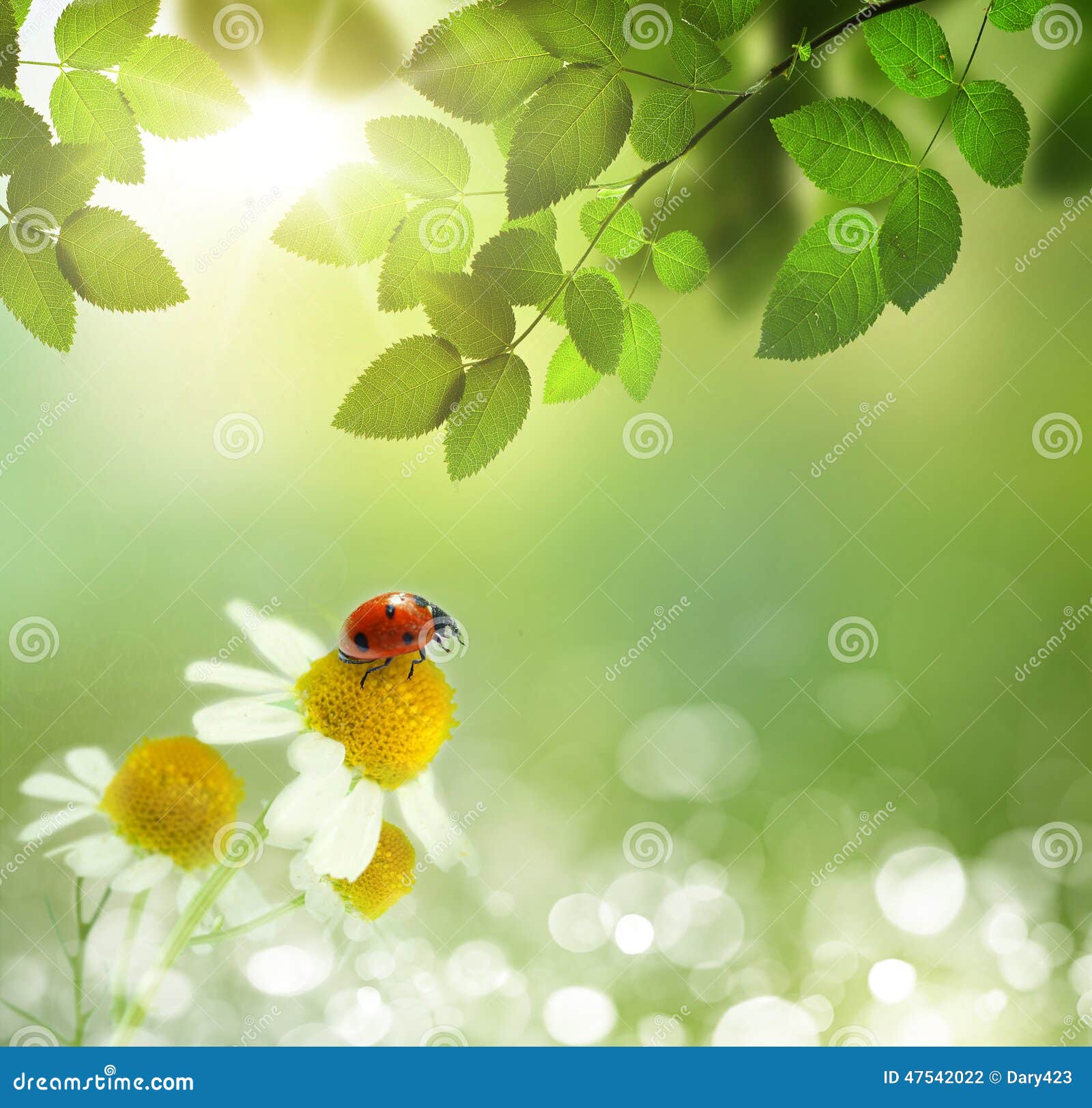Daisies field and ladybug stock photo. Image of chamomile - 47542022