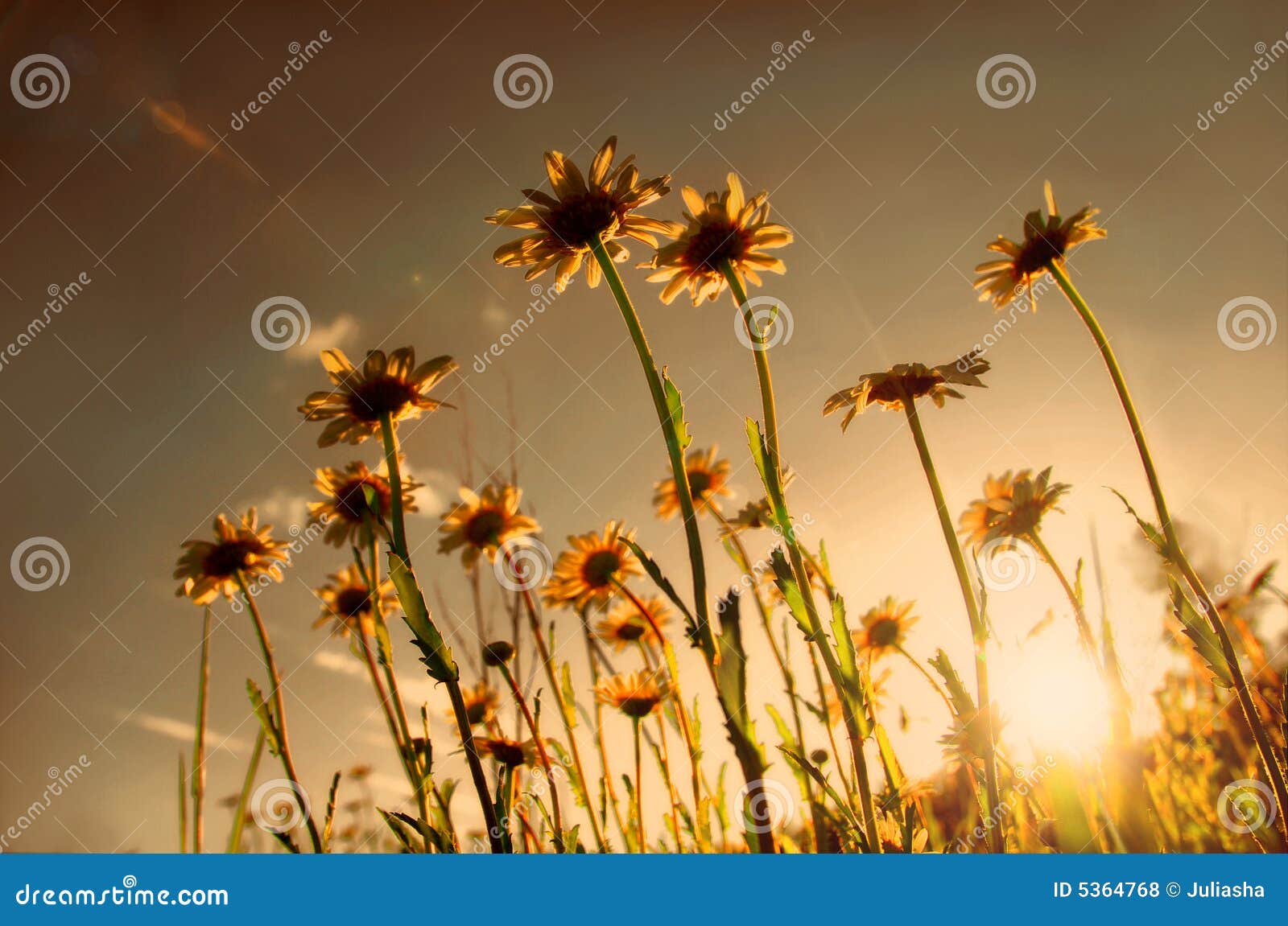 Daisies field on sunset stock photo. Image of fields, abstract - 5364768