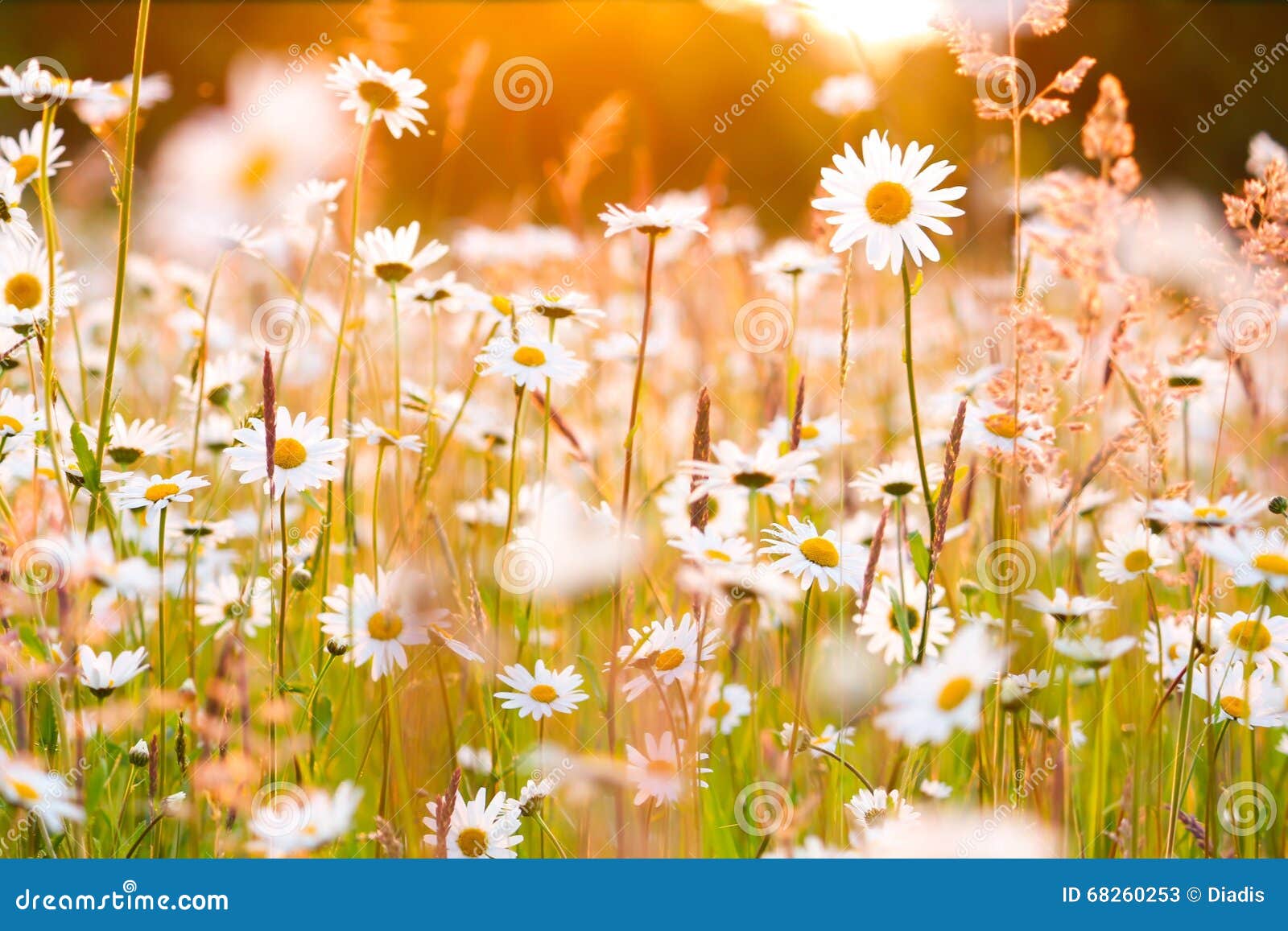 Daisies Field stock image. Image of field, meadow, daisies - 68260253