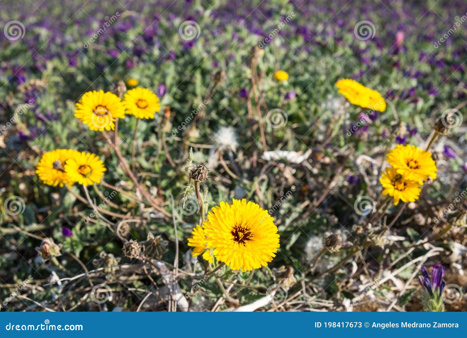 Daisies on a field stock image. Image of wildflower - 198417673