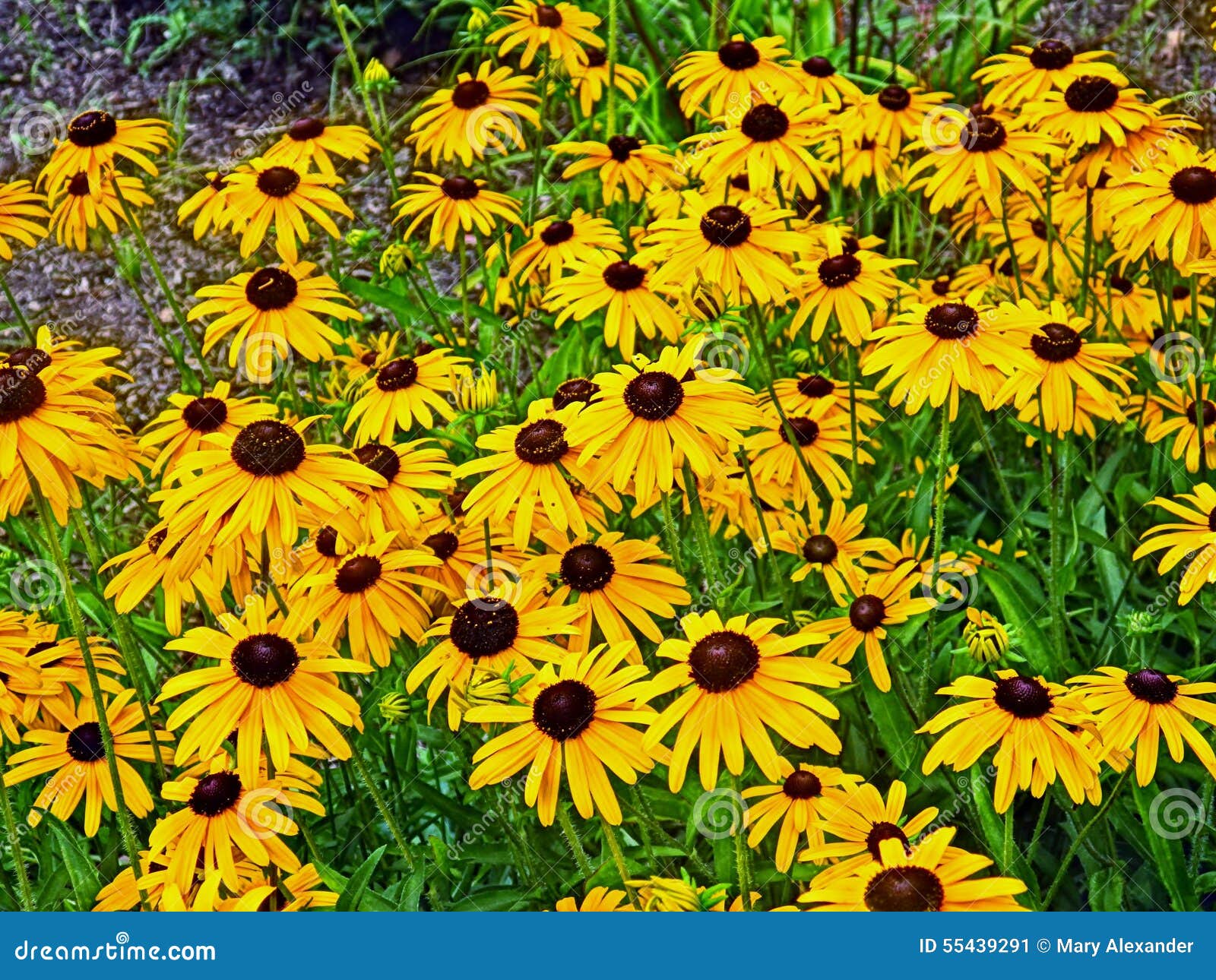 Daisies stock image. Image of daisies, gardens, forest - 55439291