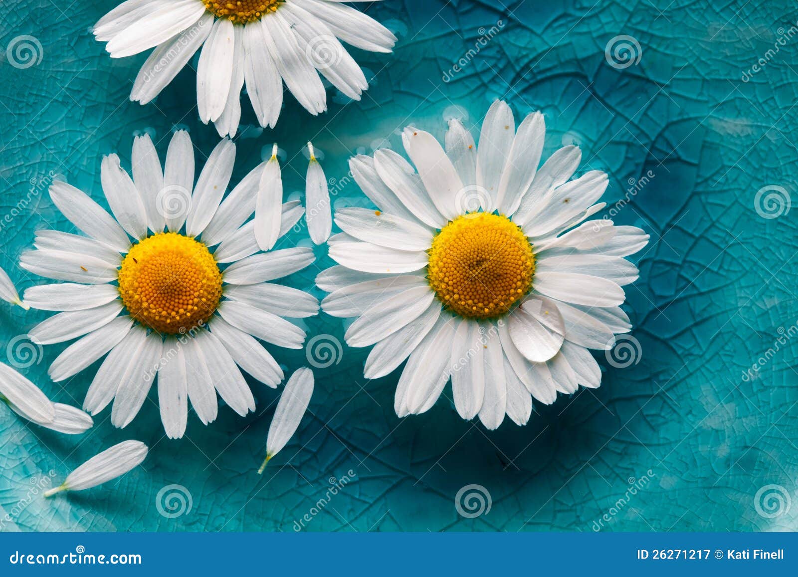 Daisies floating in water stock image. Image of elegant - 26271217