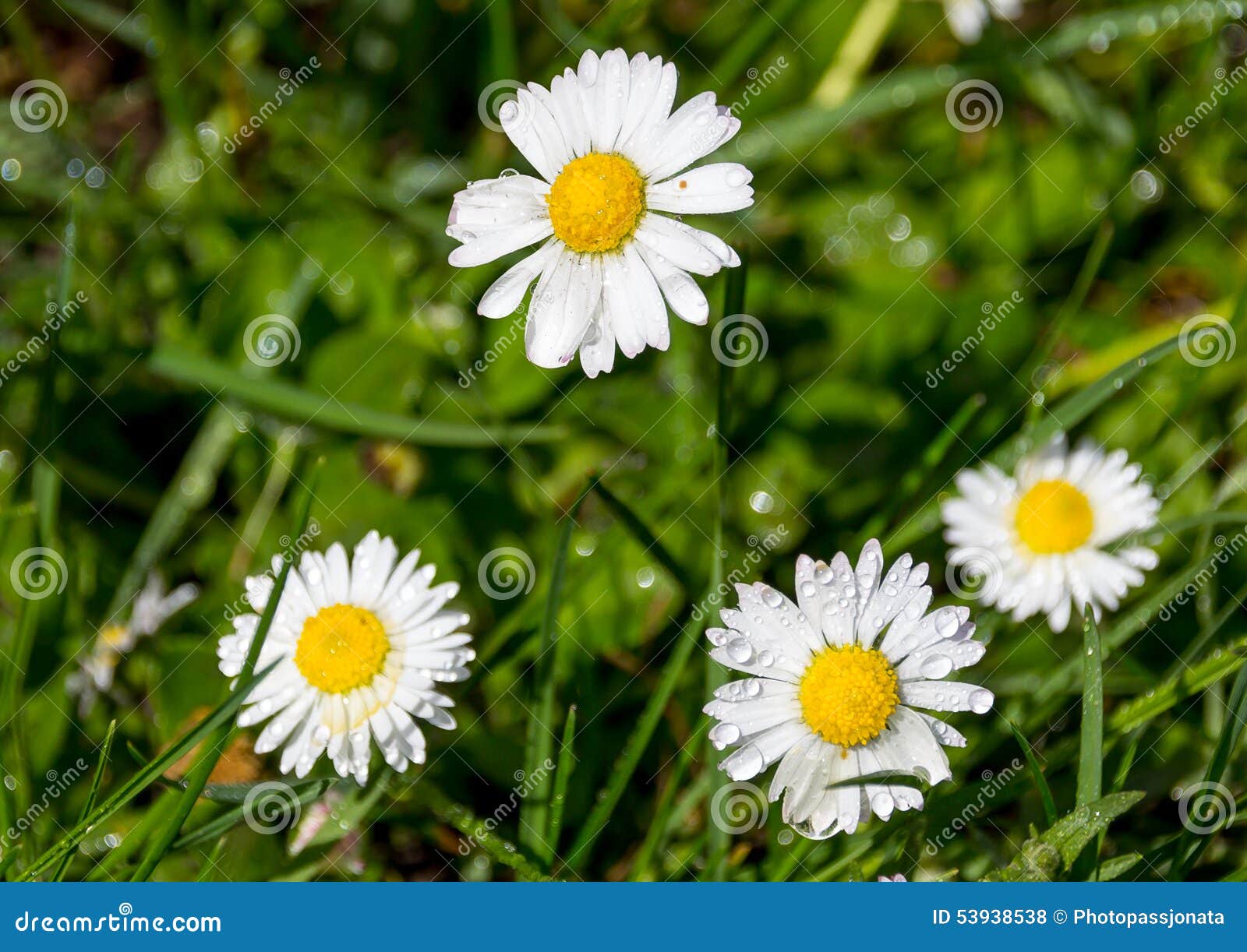 Daisies flowers with drops stock photo. Image of summer - 53938538