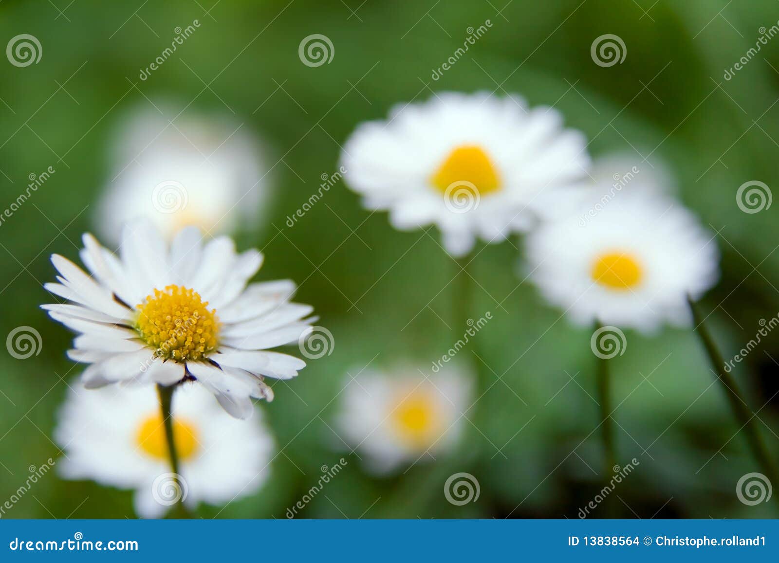 Daisies in the grass stock photo. Image of floral, life - 13838564