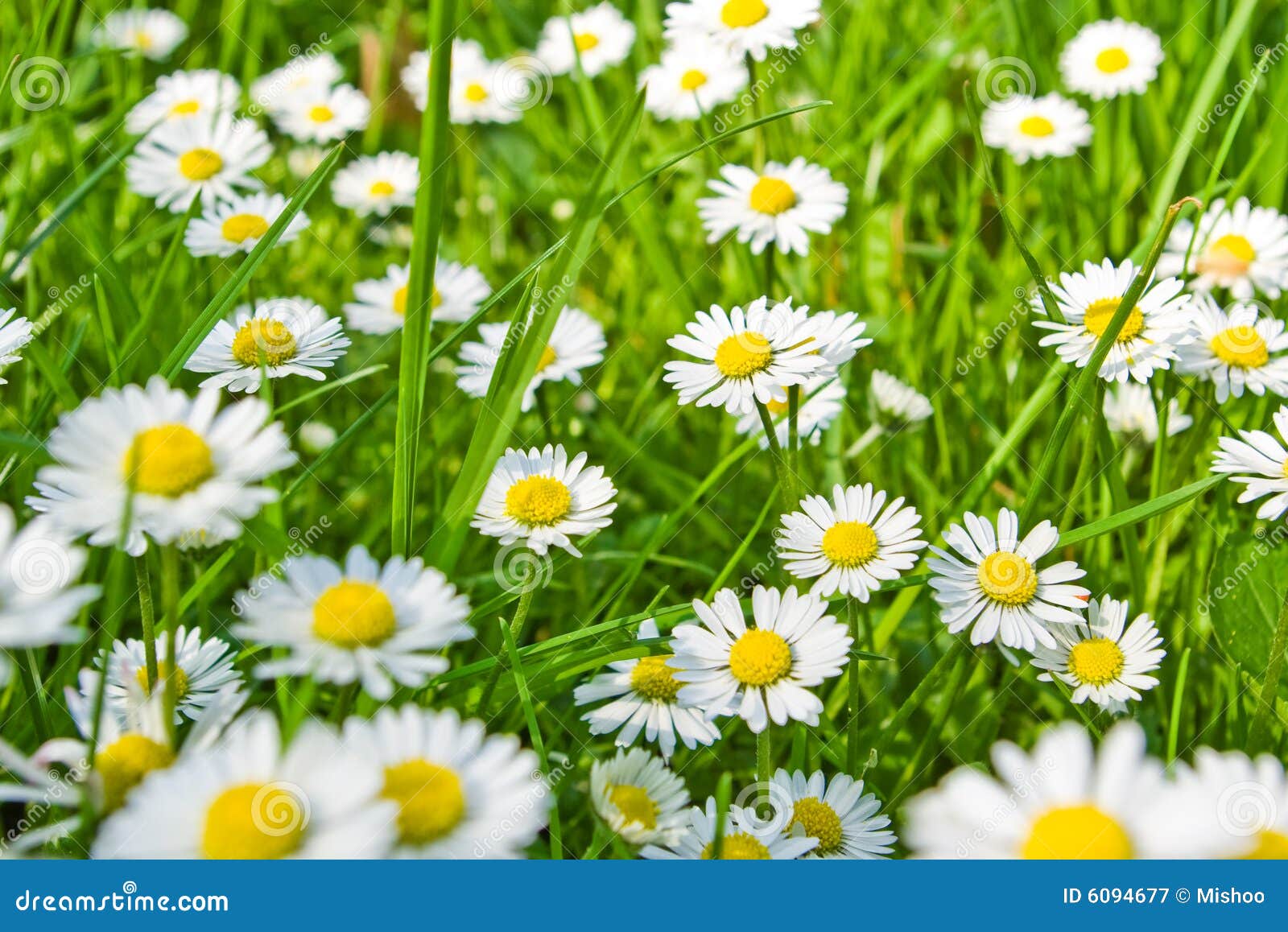 Daisies and grass stock image. Image of vegetation, space - 6094677