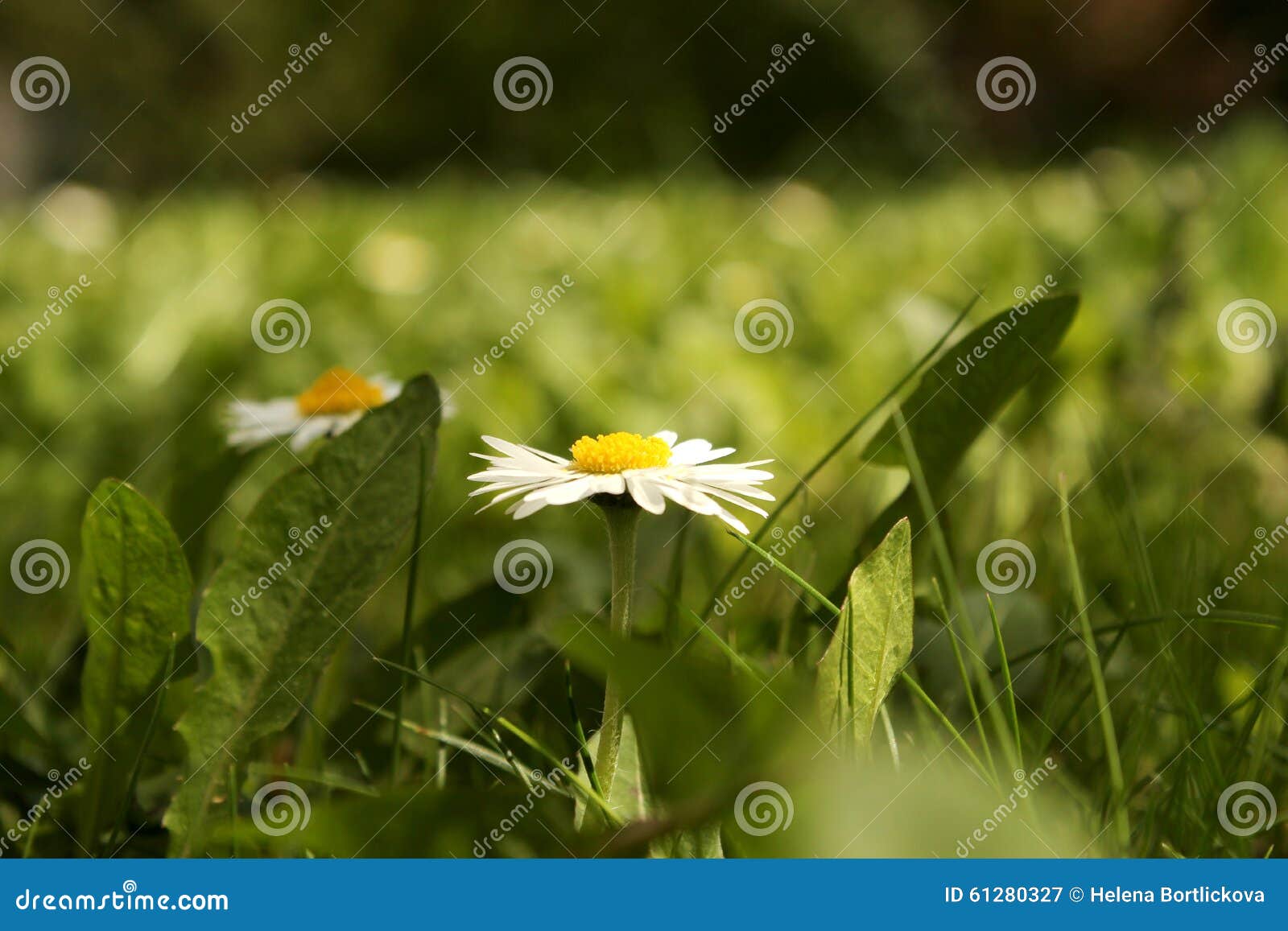 Daisies in a Grass Background Stock Image - Image of field, macro: 61280327