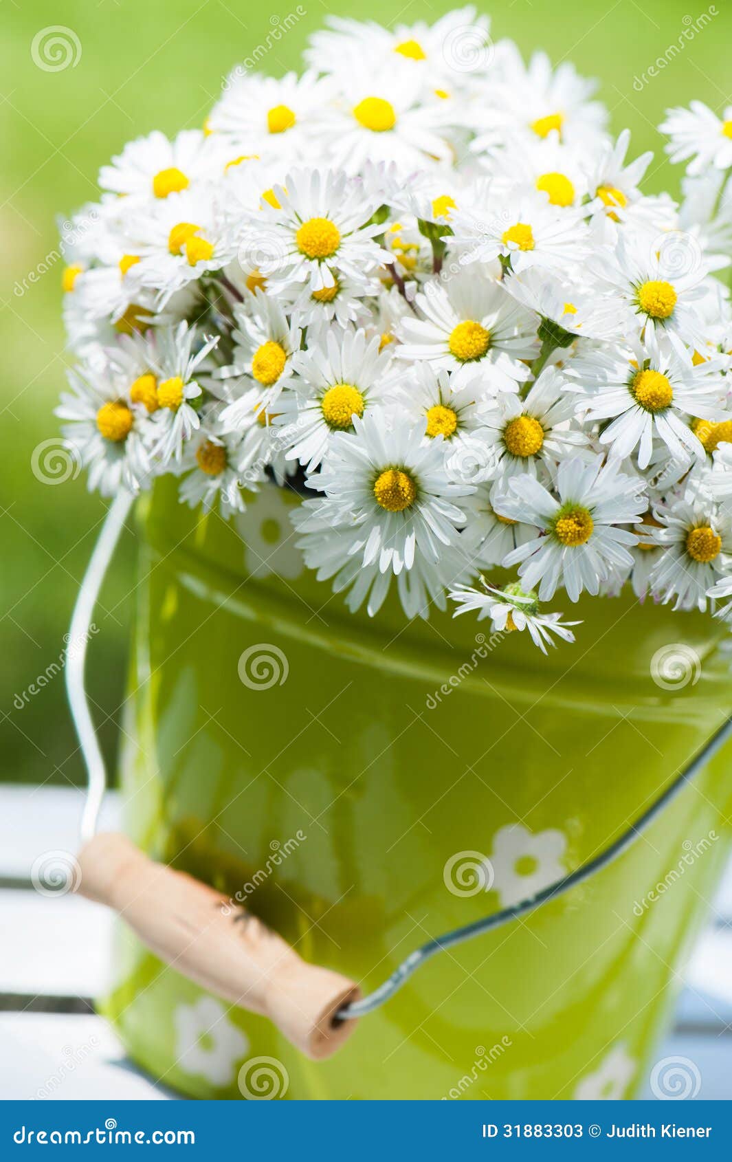 Daisies stock image. Image of gardener, happy, allotment - 31883303