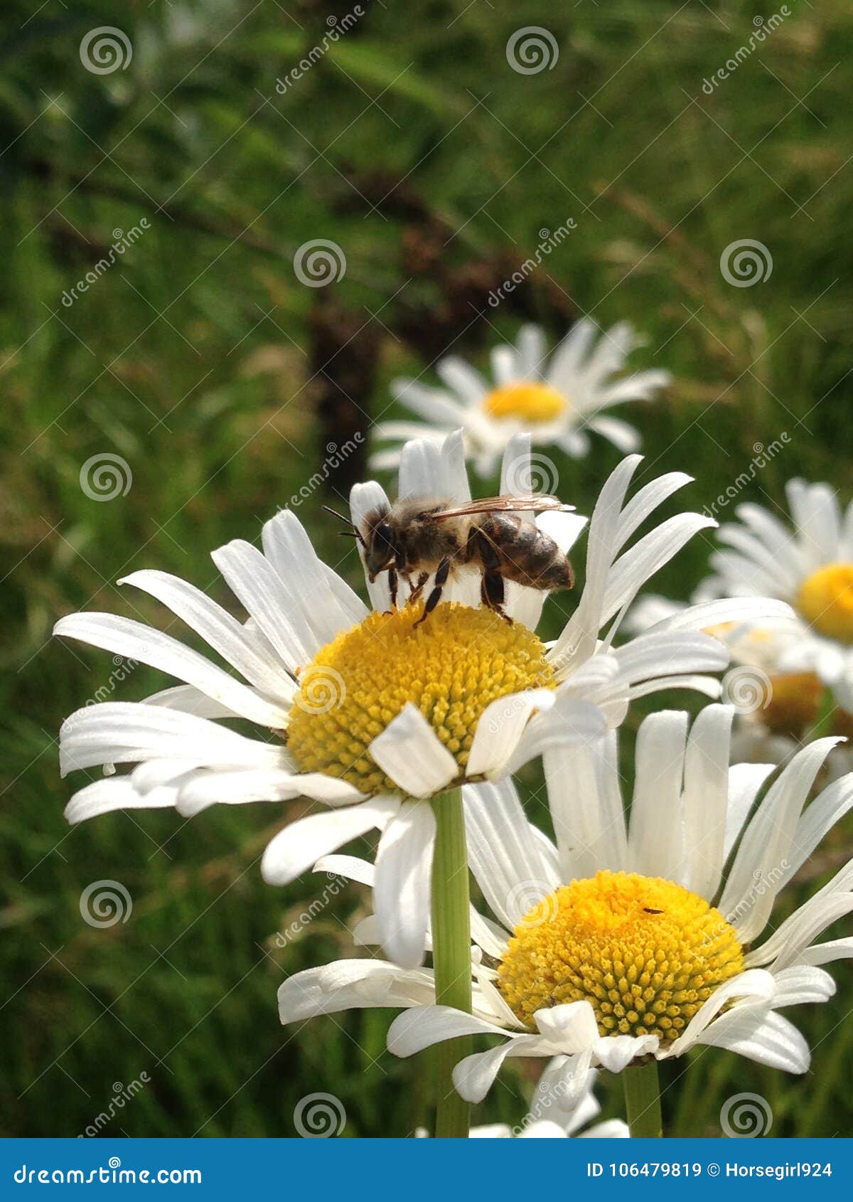 Daisies and a Honey Bee stock image. Image of cluster - 106479819