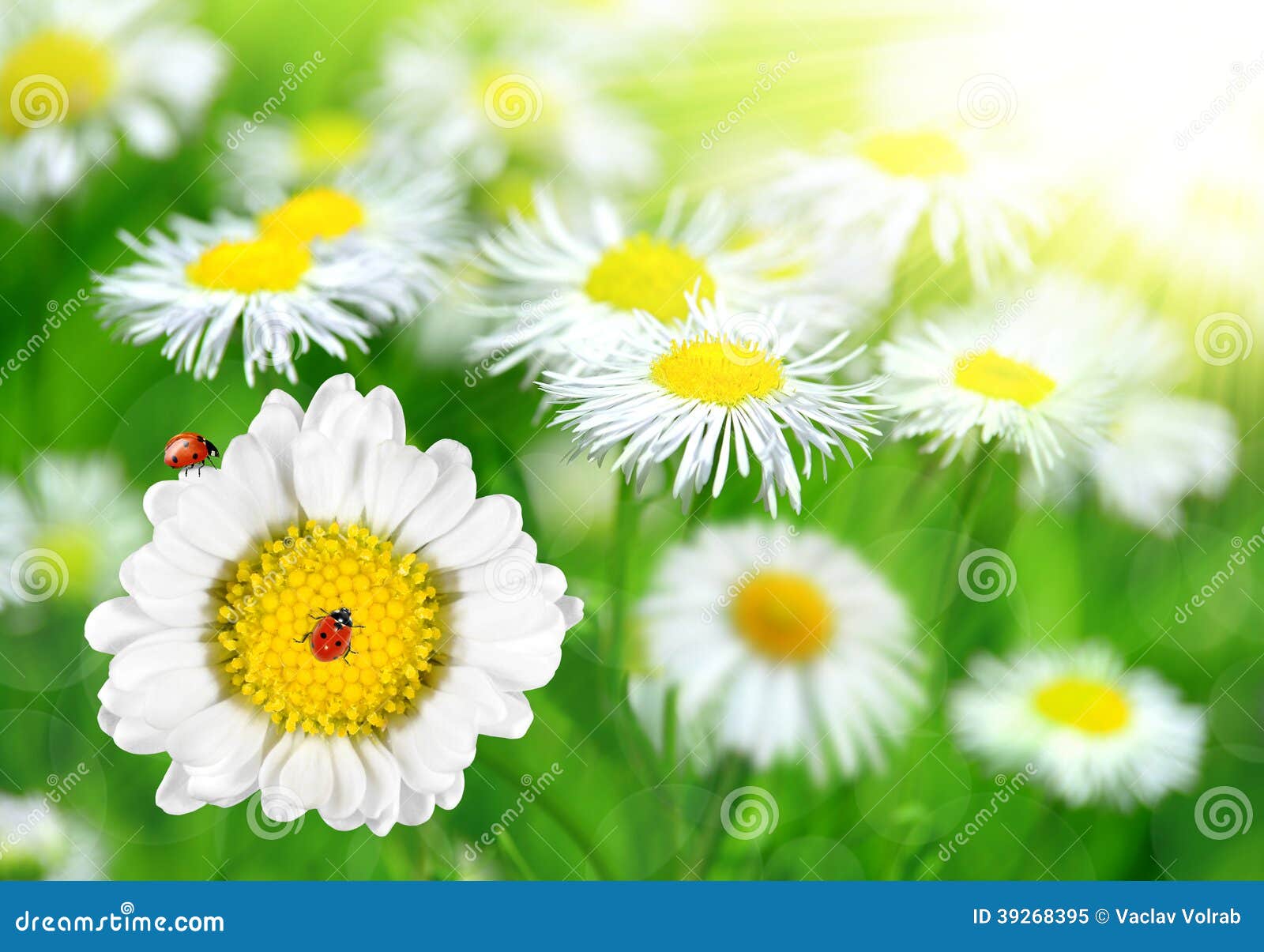Daisies with ladybugs stock image. Image of botany, field - 39268395