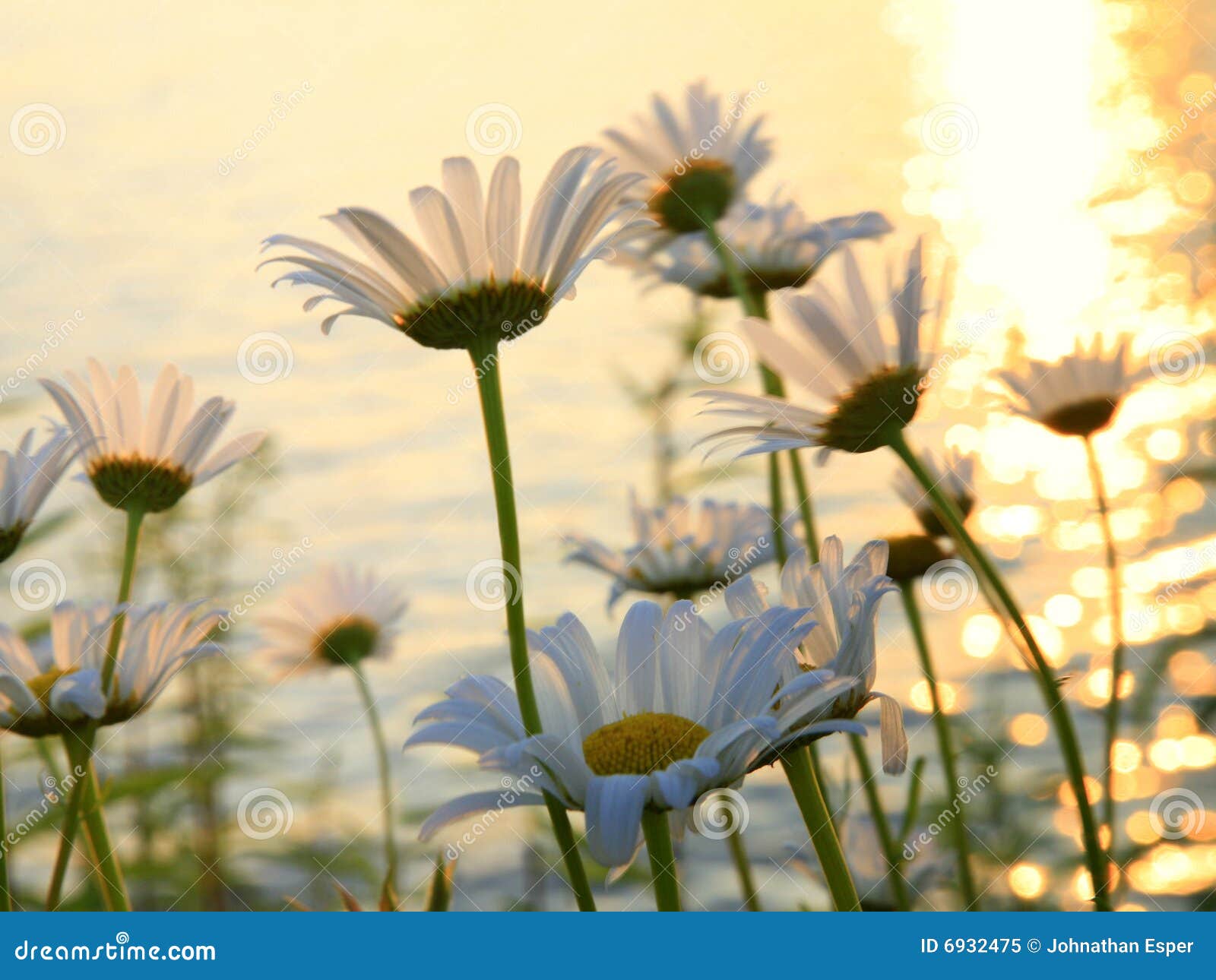 Daisies on a Lakeshore at Sunset Stock Image - Image of lake, flower ...