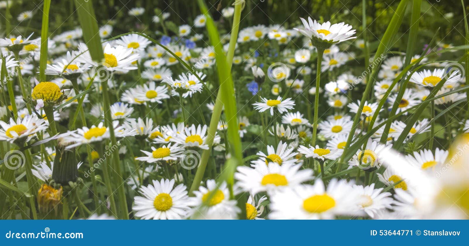 Daisies in lawn in spring stock image. Image of bush - 53644771