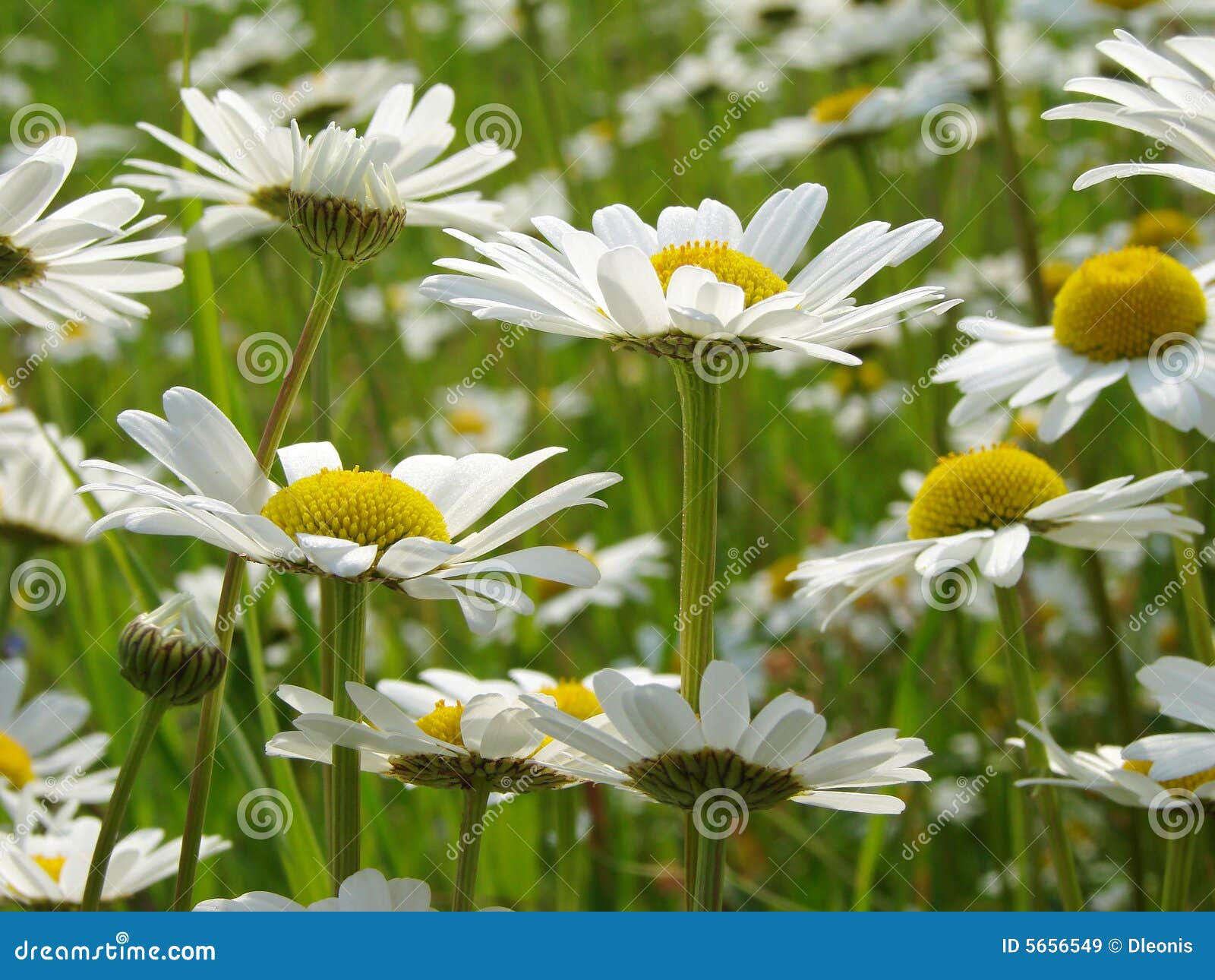 Daisies meadow 1 stock image. Image of white, flowers - 5656549