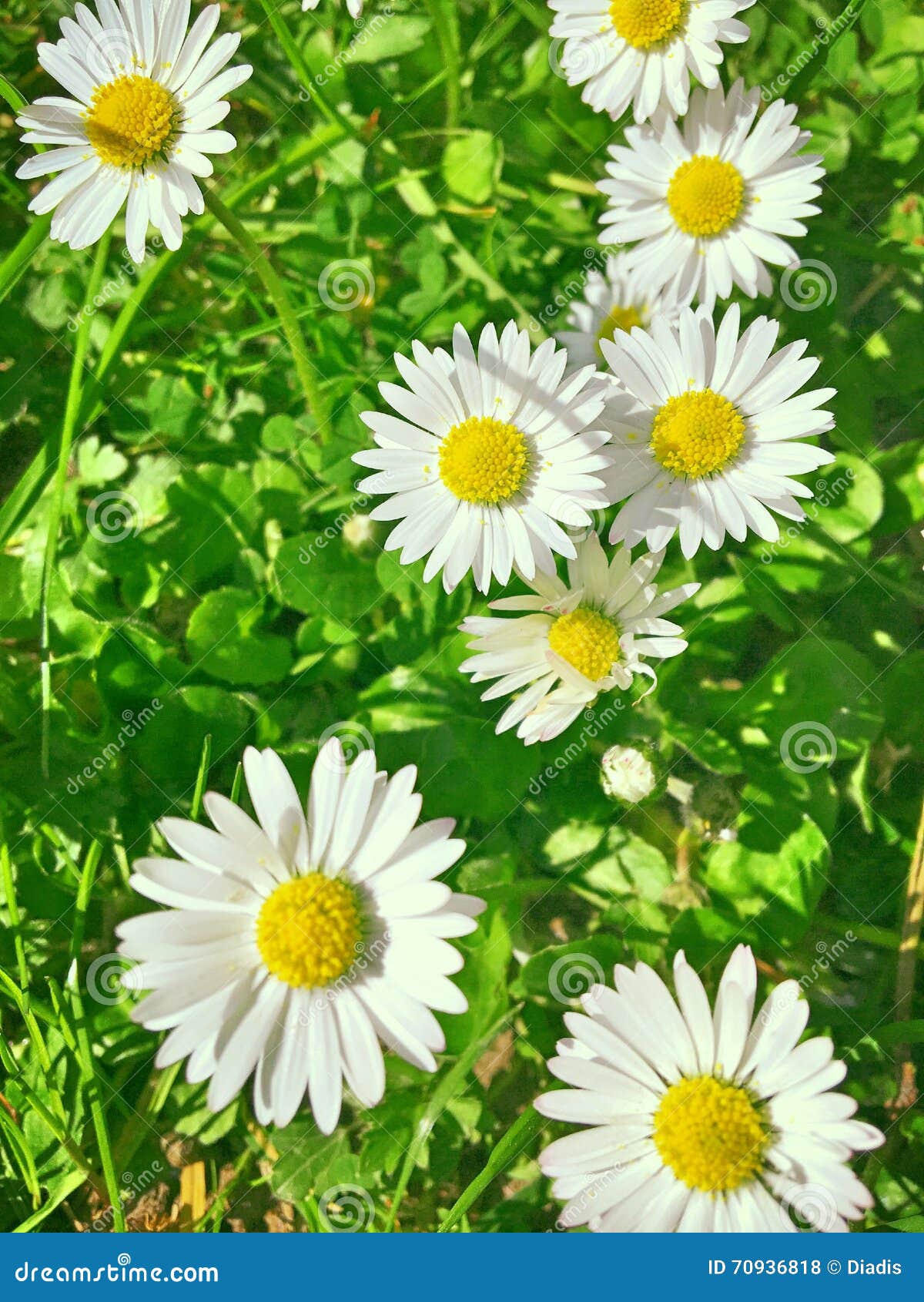 Daisies Meadow stock photo. Image of weed, daisies, bright - 70936818