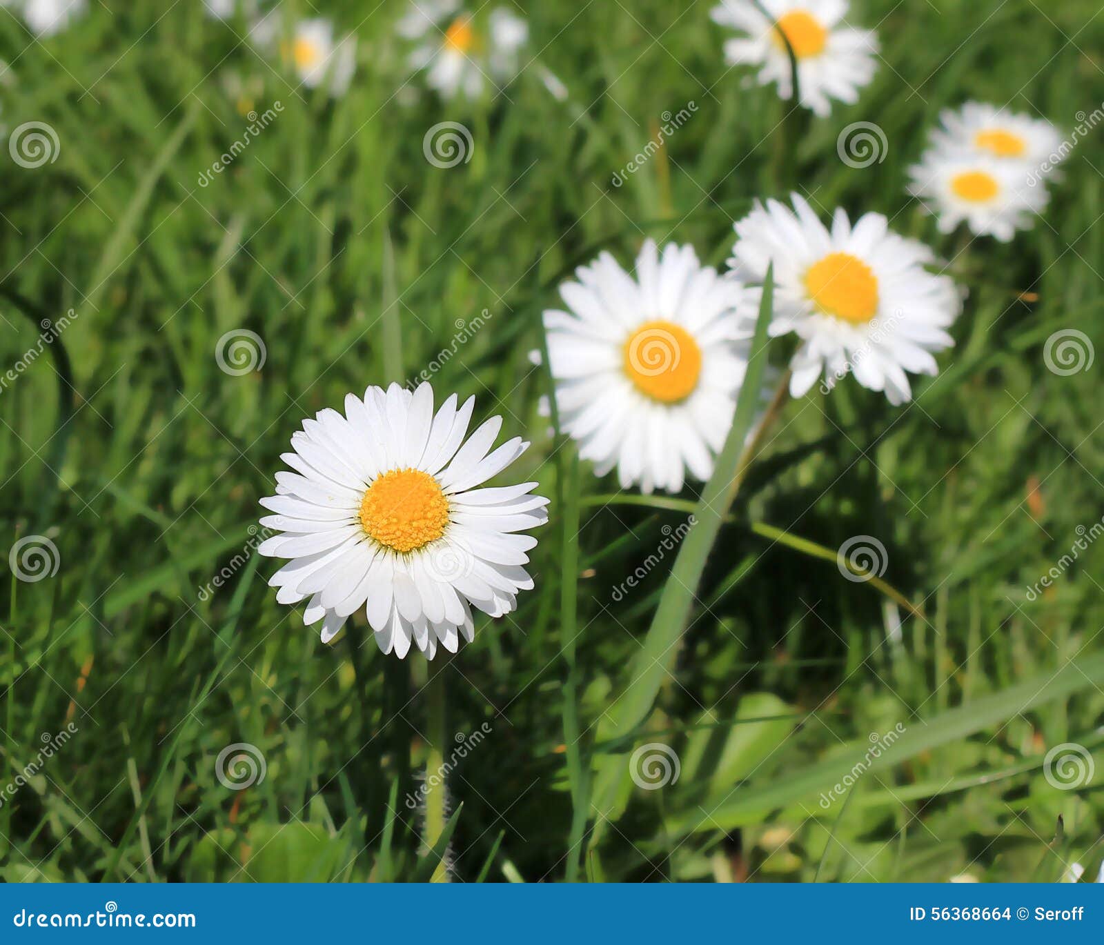 Daisies in meadow. stock photo. Image of flora, chamomile - 56368664