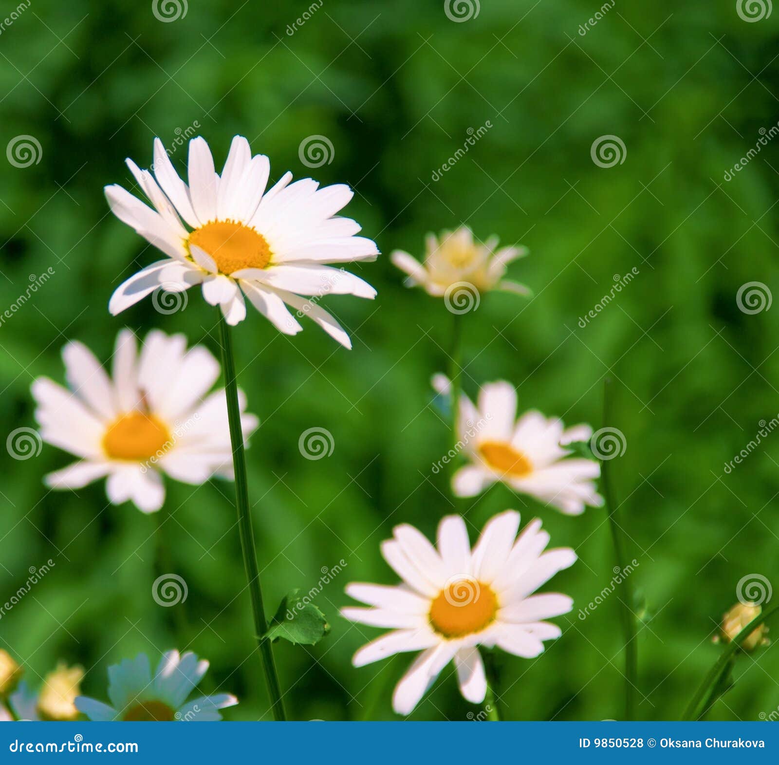 Daisies in nature. stock photo. Image of flower, group - 9850528