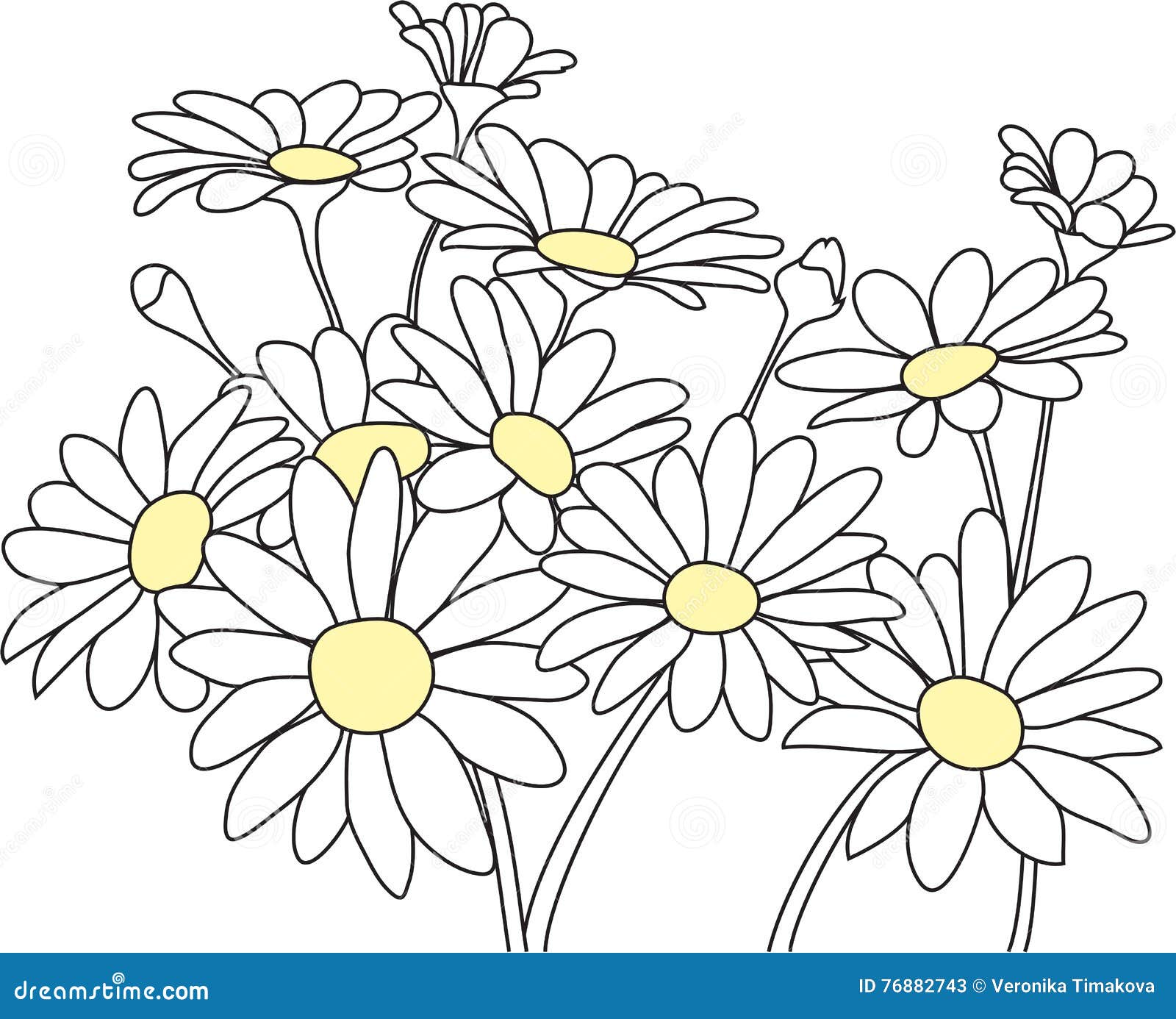 Daisies Outline stock vector. Illustration of bunch, floral - 76882743