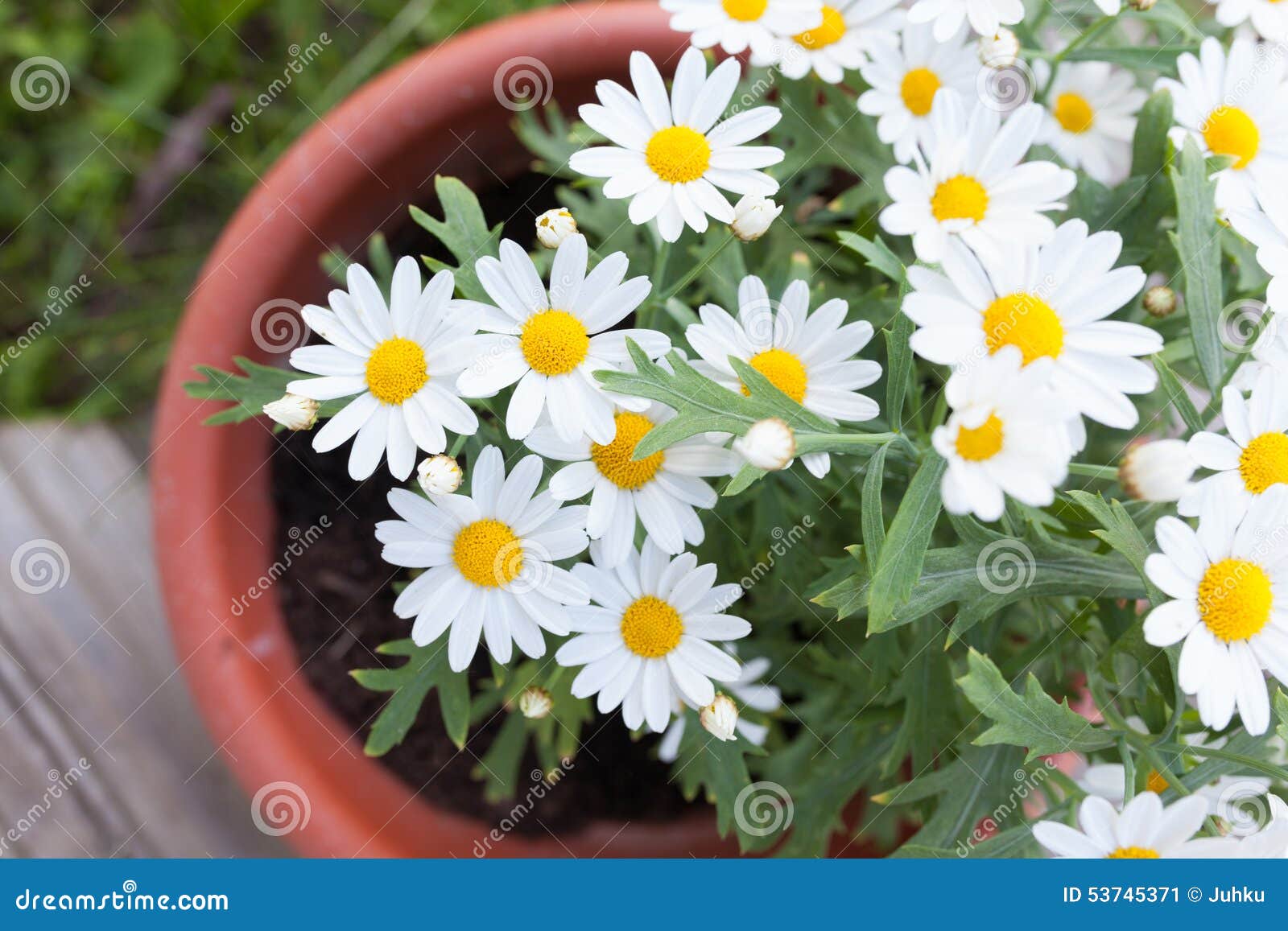 Daisies in a Pot Viewed from Above Stock Image - Image of close, fresh ...
