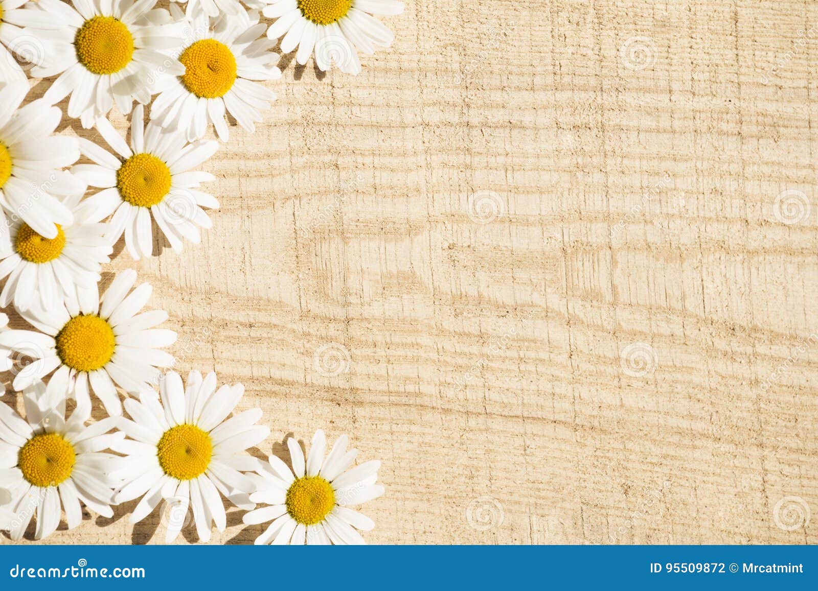 Daisies on Rustic Timber Background Stock Photo - Image of copy, green ...