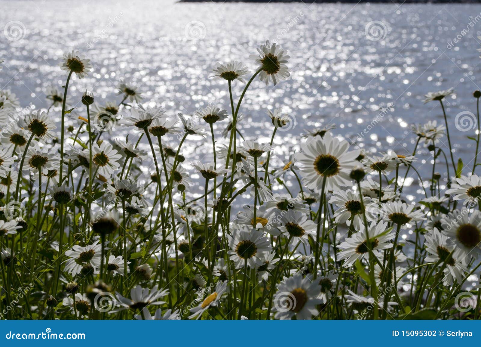Daisies by the sea stock photo. Image of back, nature - 15095302