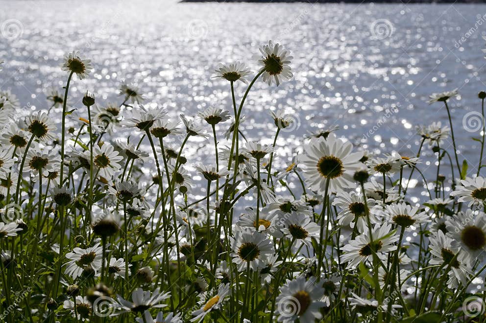 Daisies by the sea stock photo. Image of back, nature - 15095302