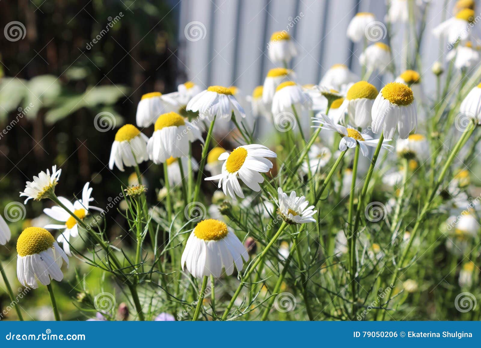 Daisies in september stock photo. Image of fragrance - 79050206
